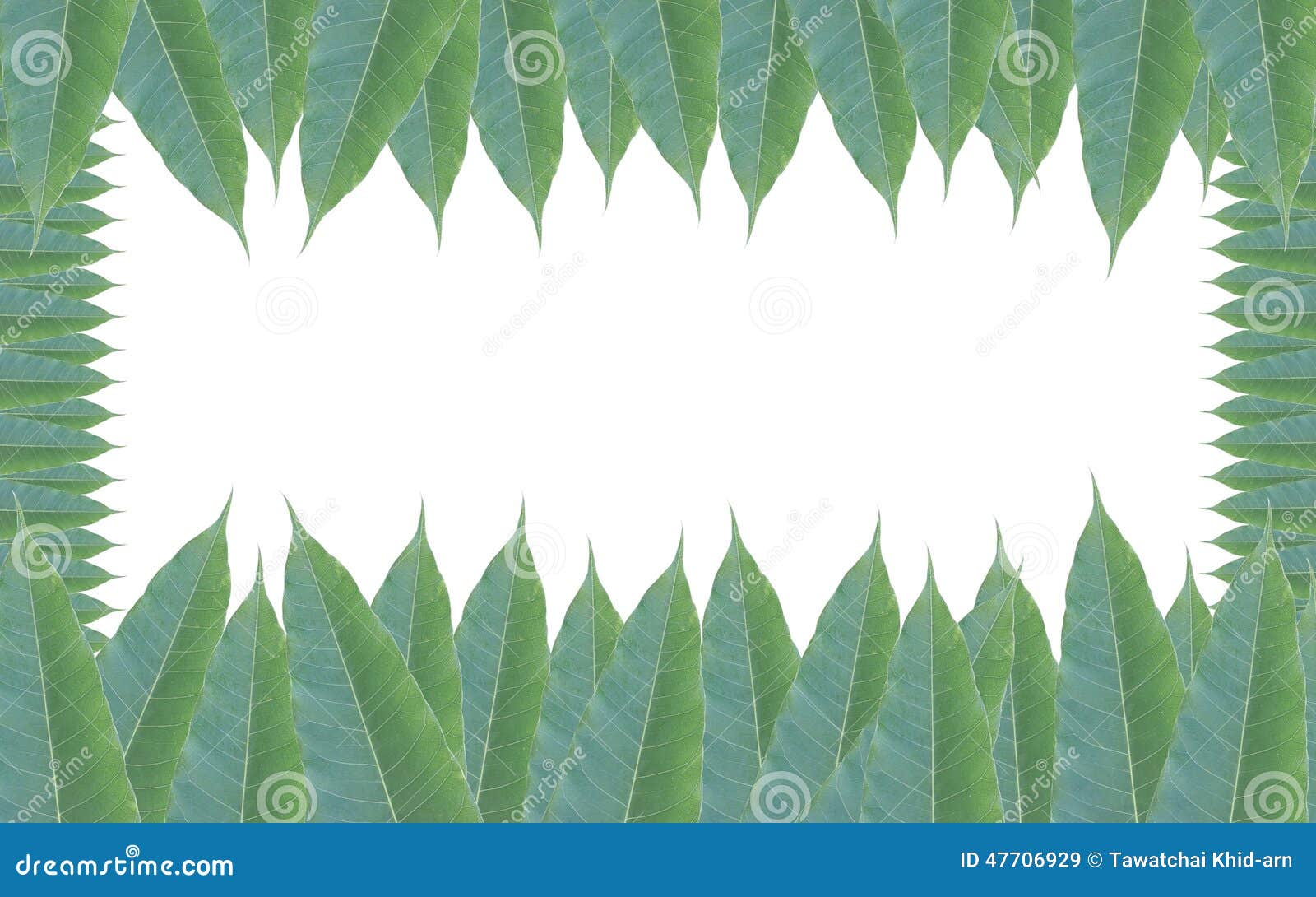 Frame Made of Green Leaves of Mango Tree Isolated on White Background ...