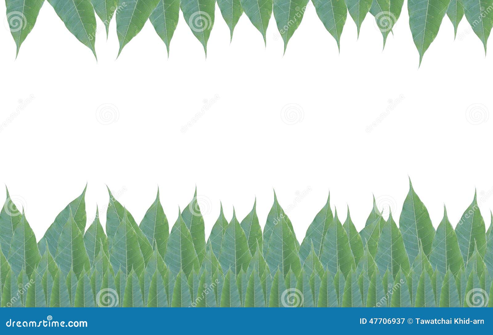 Frame Made of Green Leaves of Mango Tree Isolated on White Background ...