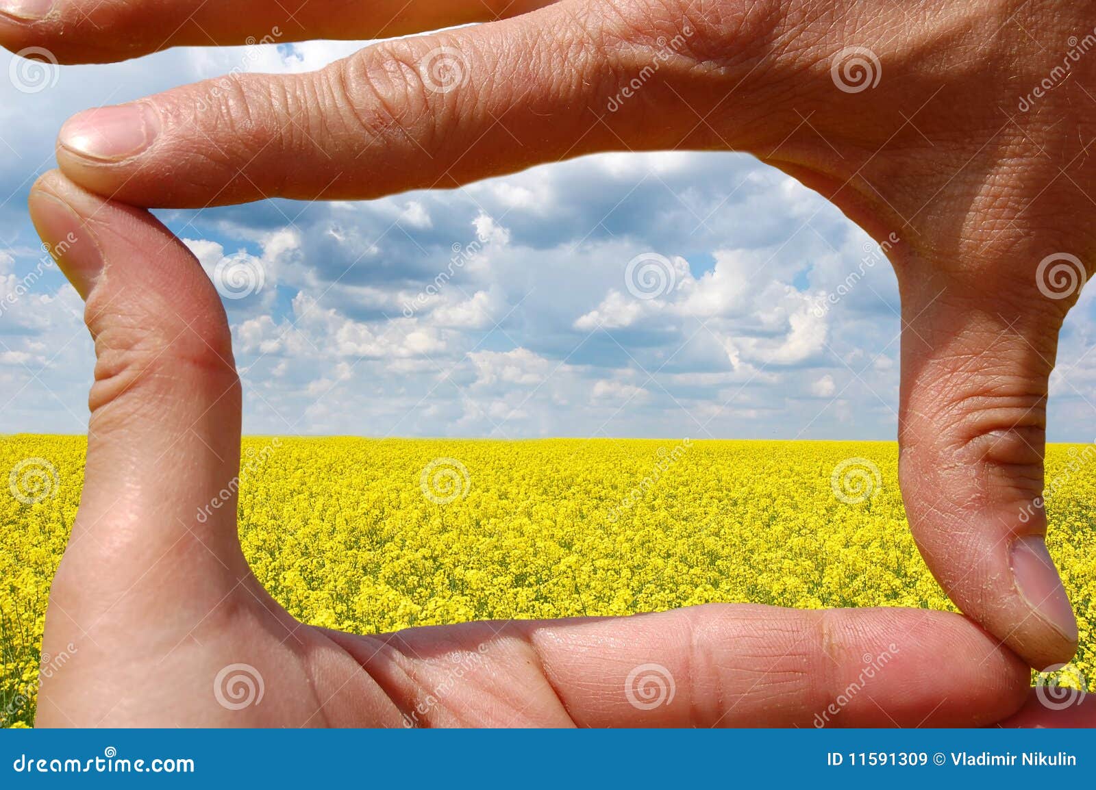 Frame Made of Hands at Wheat Field Stock Image - Image of caucasian ...