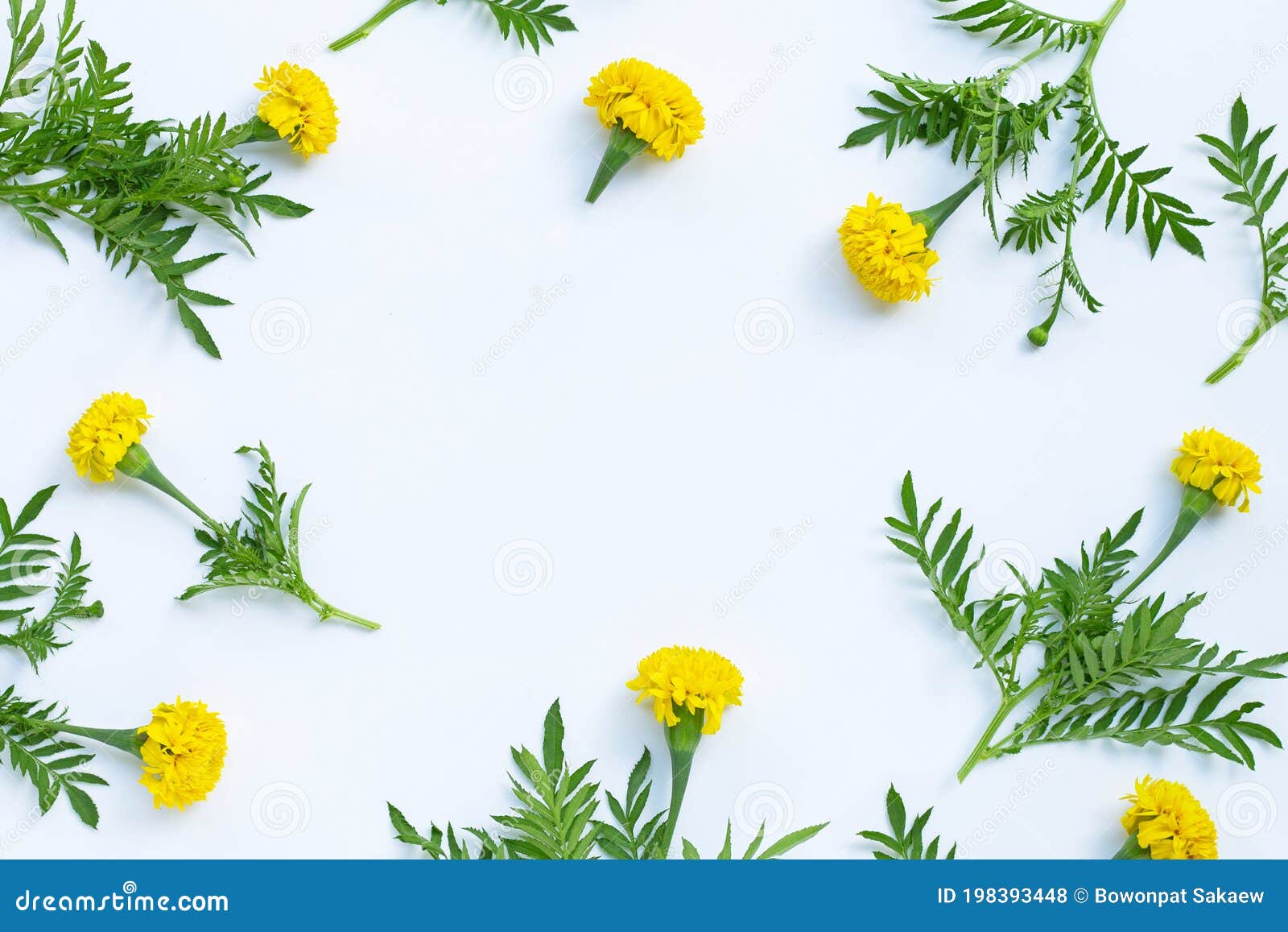 Frame Made of Marigold Flower on White Stock Photo - Image of flower ...