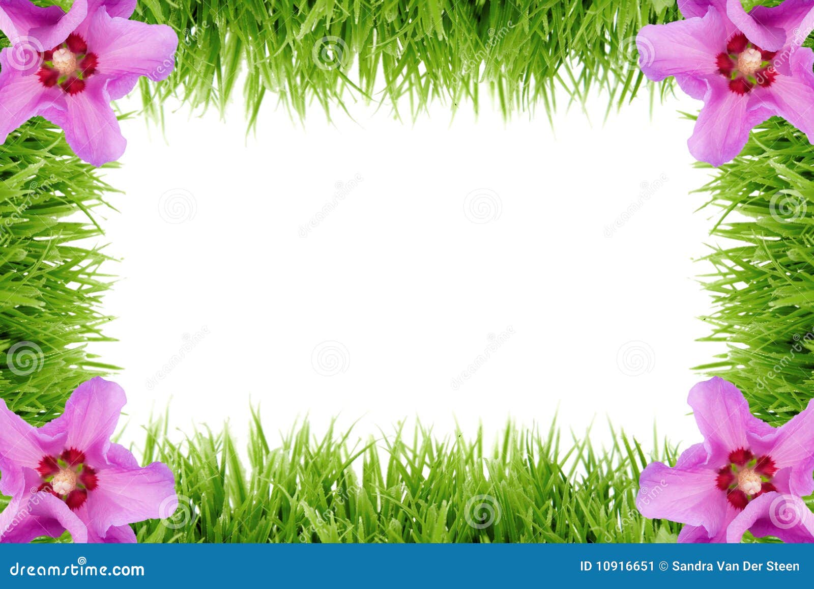 Frame Made Out of Grass with Hibiscus Flowers Stock Image - Image of ...