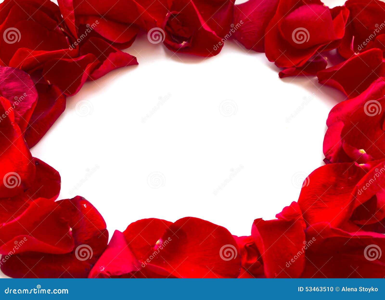 Frame made of Rose Petals stock photo. Image of blossom - 53463510