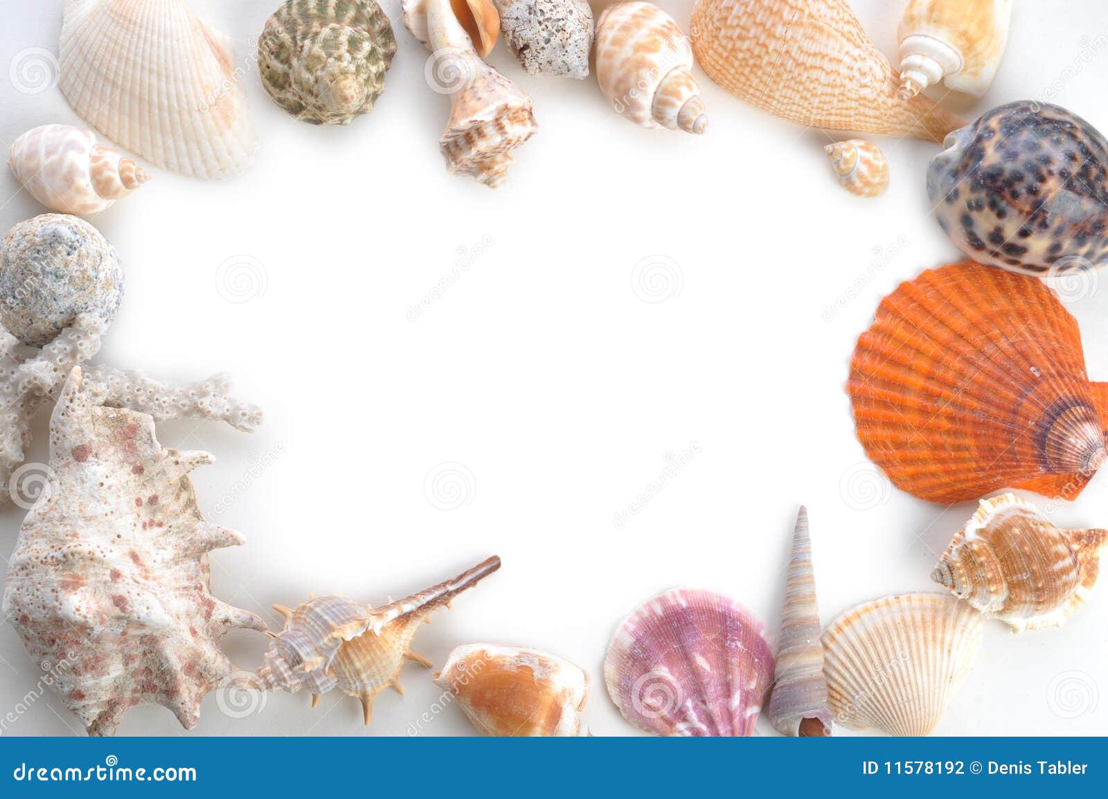 Frame made of sea shells stock photo. Image of clear - 11578192