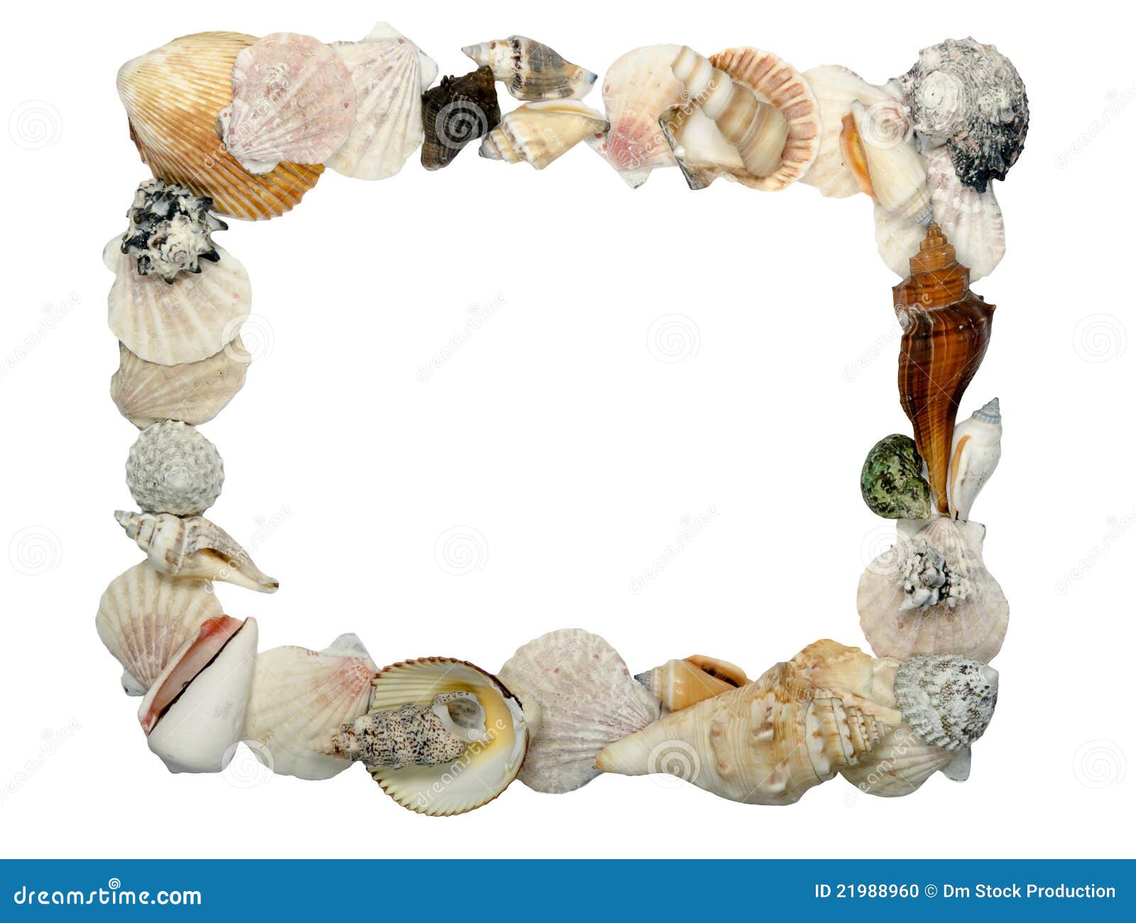 Frame made of shells stock photo. Image of border, ocean - 21988960