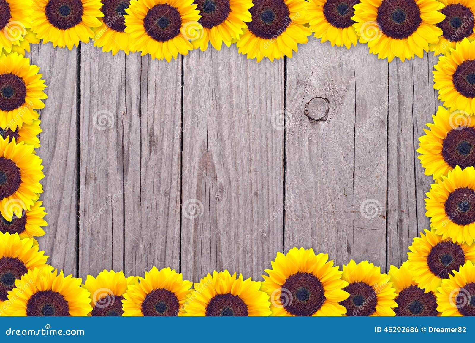 A Frame Made of Sunflower Heads Stock Photo - Image of closeup, flora ...
