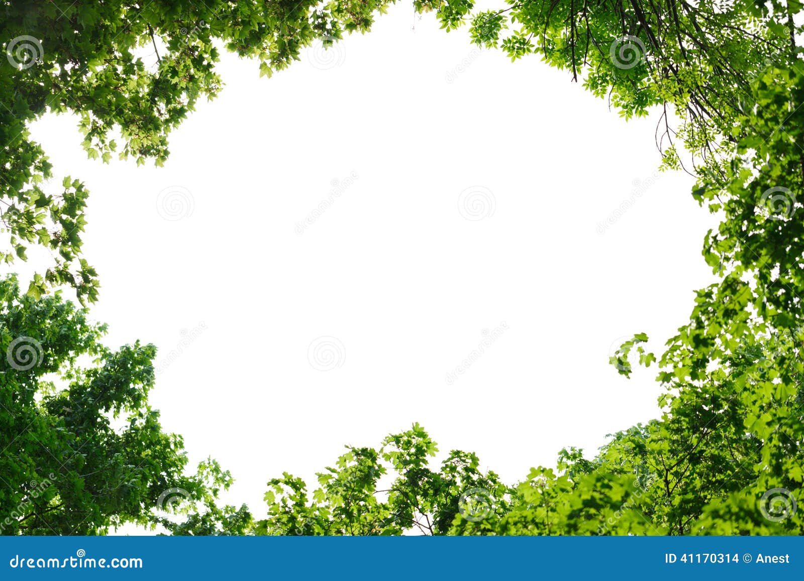 Frame of Maple and Elm Leaves Stock Photo - Image of forest, green ...