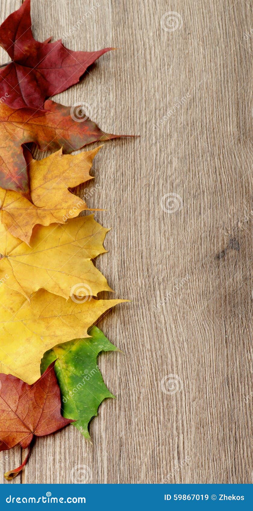 Frame of Maple Leafs stock image. Image of rusty, ruby - 59867019