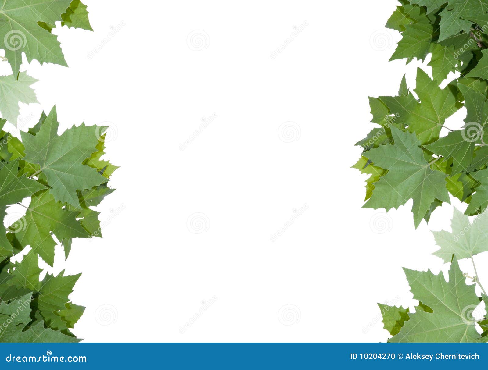 Frame from maple leaves. stock photo. Image of nature - 10204270