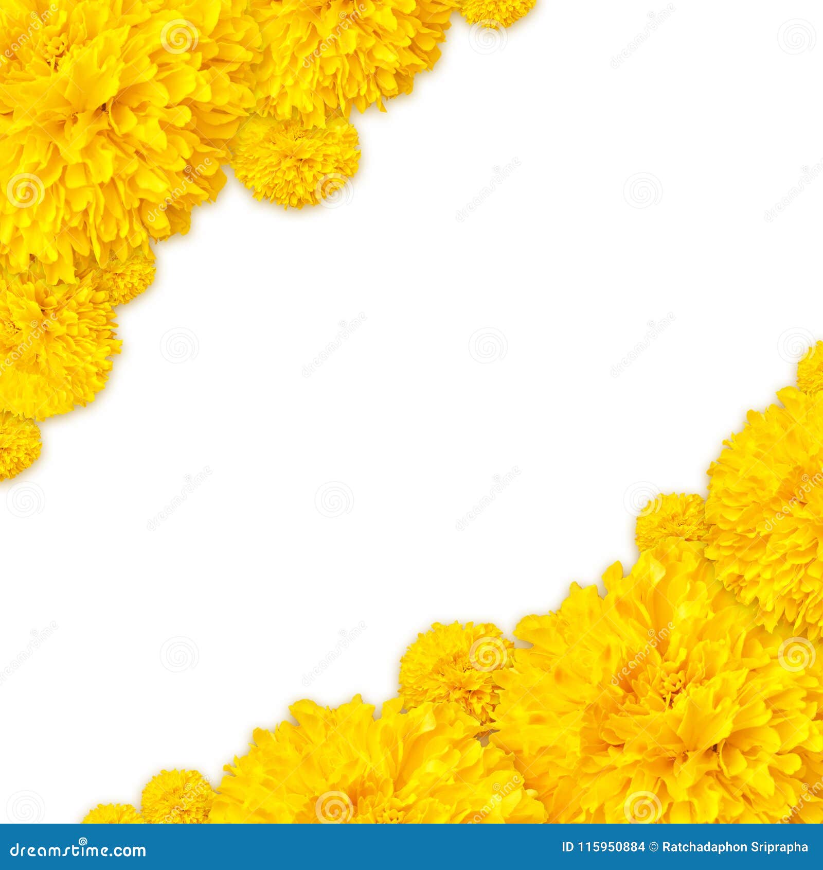 1,189 Marigold Flowers Frame Stock Photos - Free & Royalty-Free Stock ...