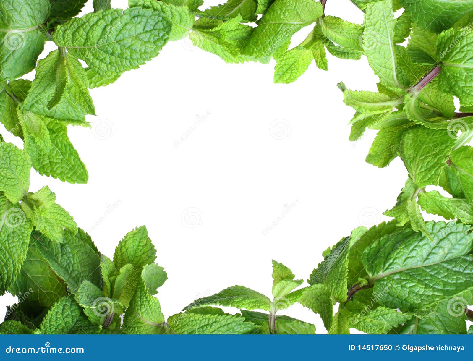 Frame of mint stock photo. Image of herbal, ingredient - 14517650