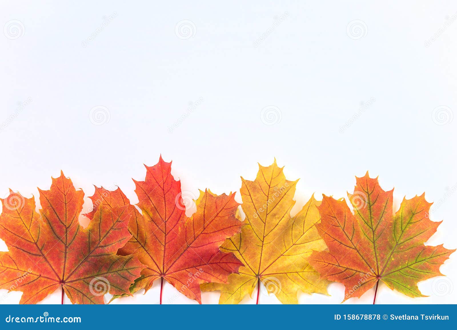 Frame of Multicolored Maple Leaves Stock Photo - Image of background ...