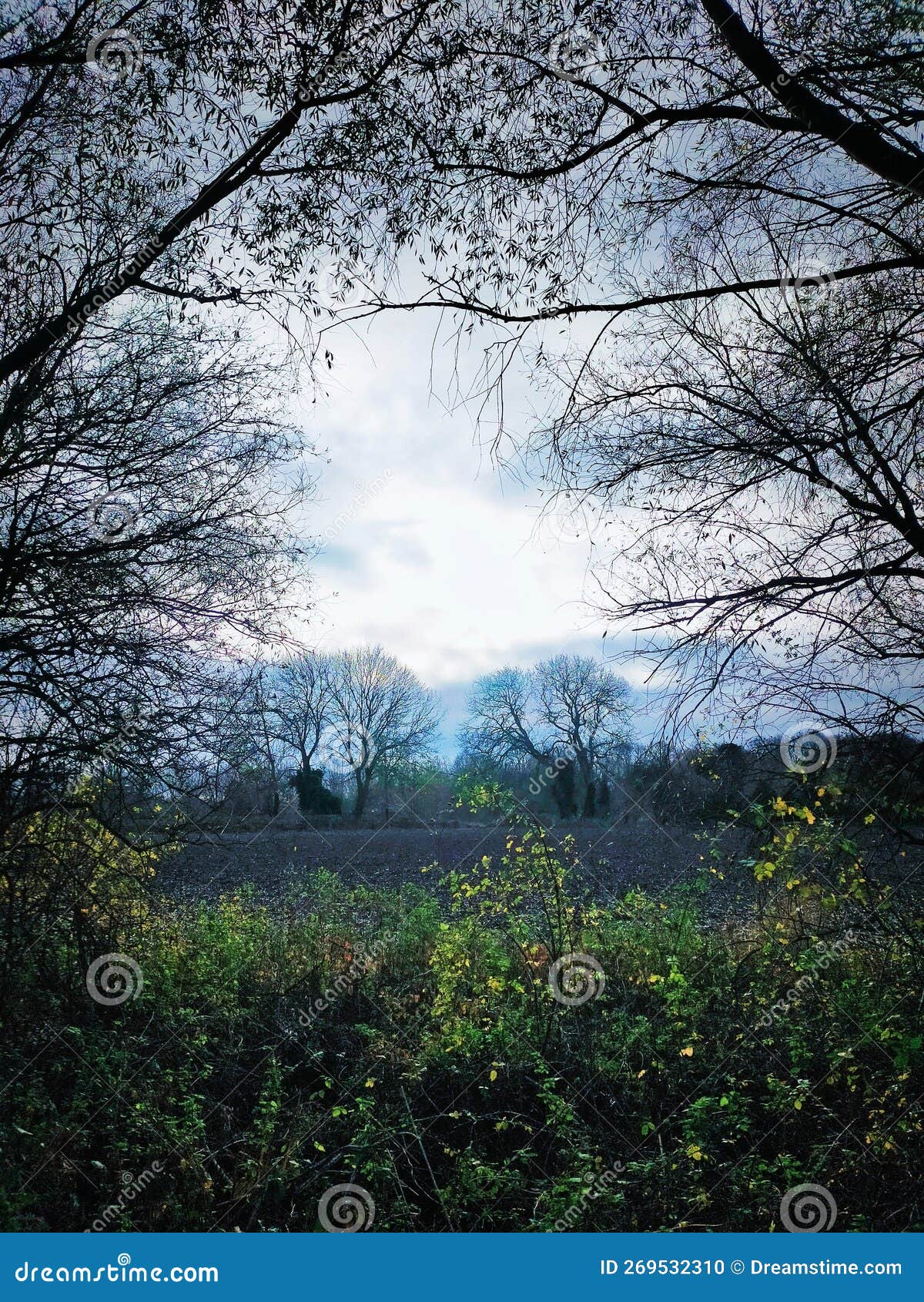 Frame of nature stock photo. Image of plant, grass, sunlight - 269532310