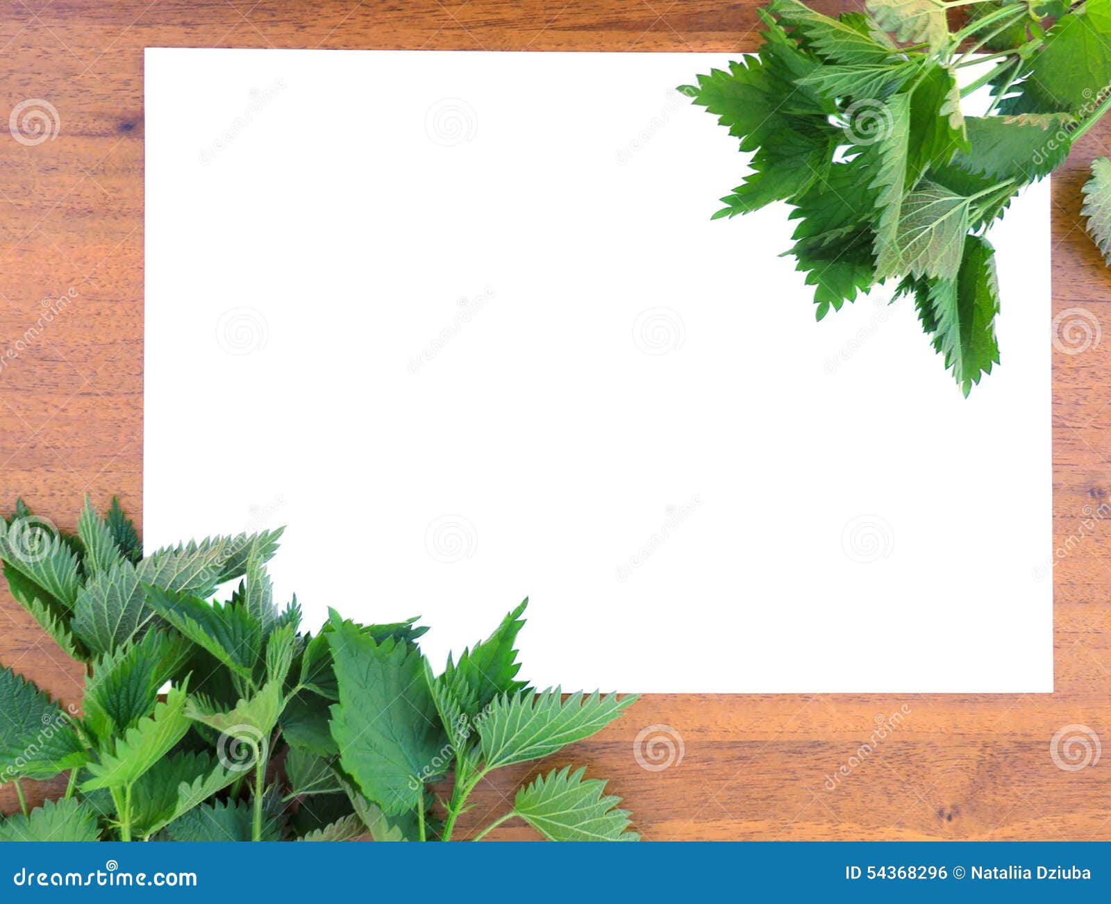 Frame Of Nettle Stem, Achillea Millefolium Watercolor Illustration ...