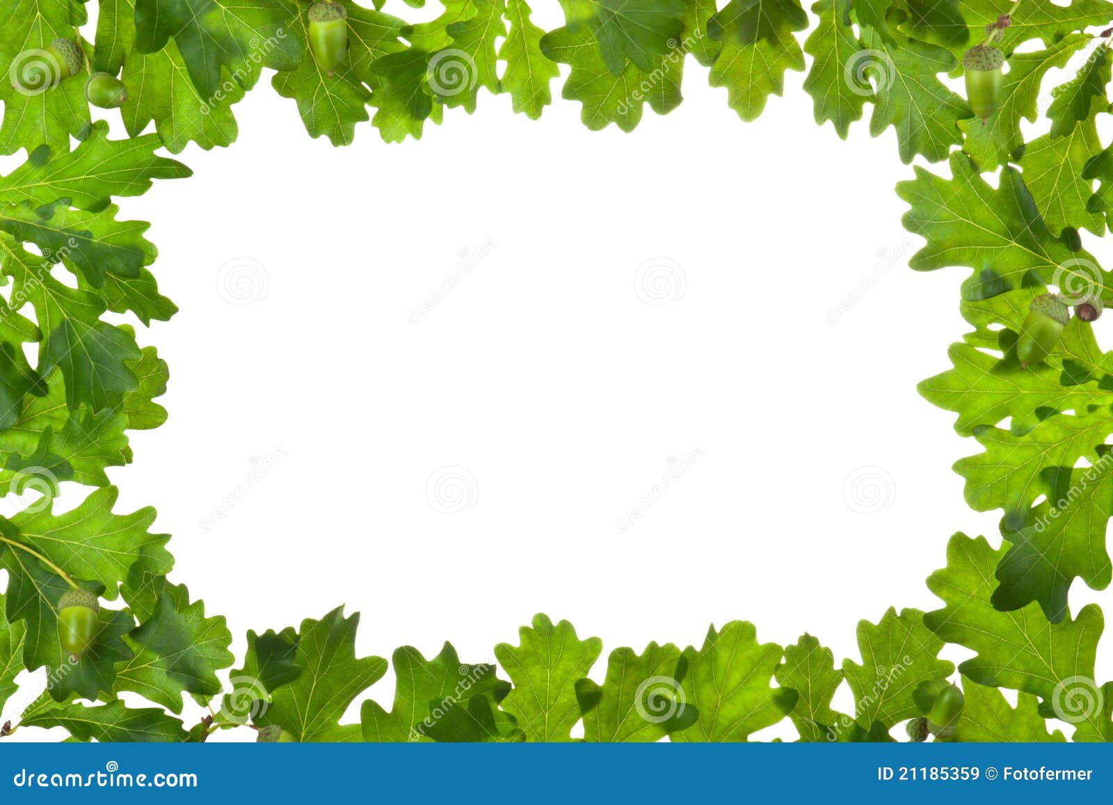 Frame of Oak Leaves in Backlight Stock Image - Image of loop, element ...