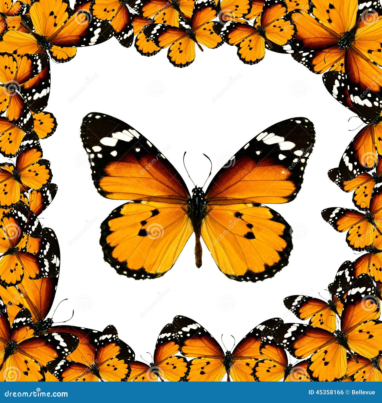 Frame Butterflies Royalty-Free Stock Photography | CartoonDealer.com ...