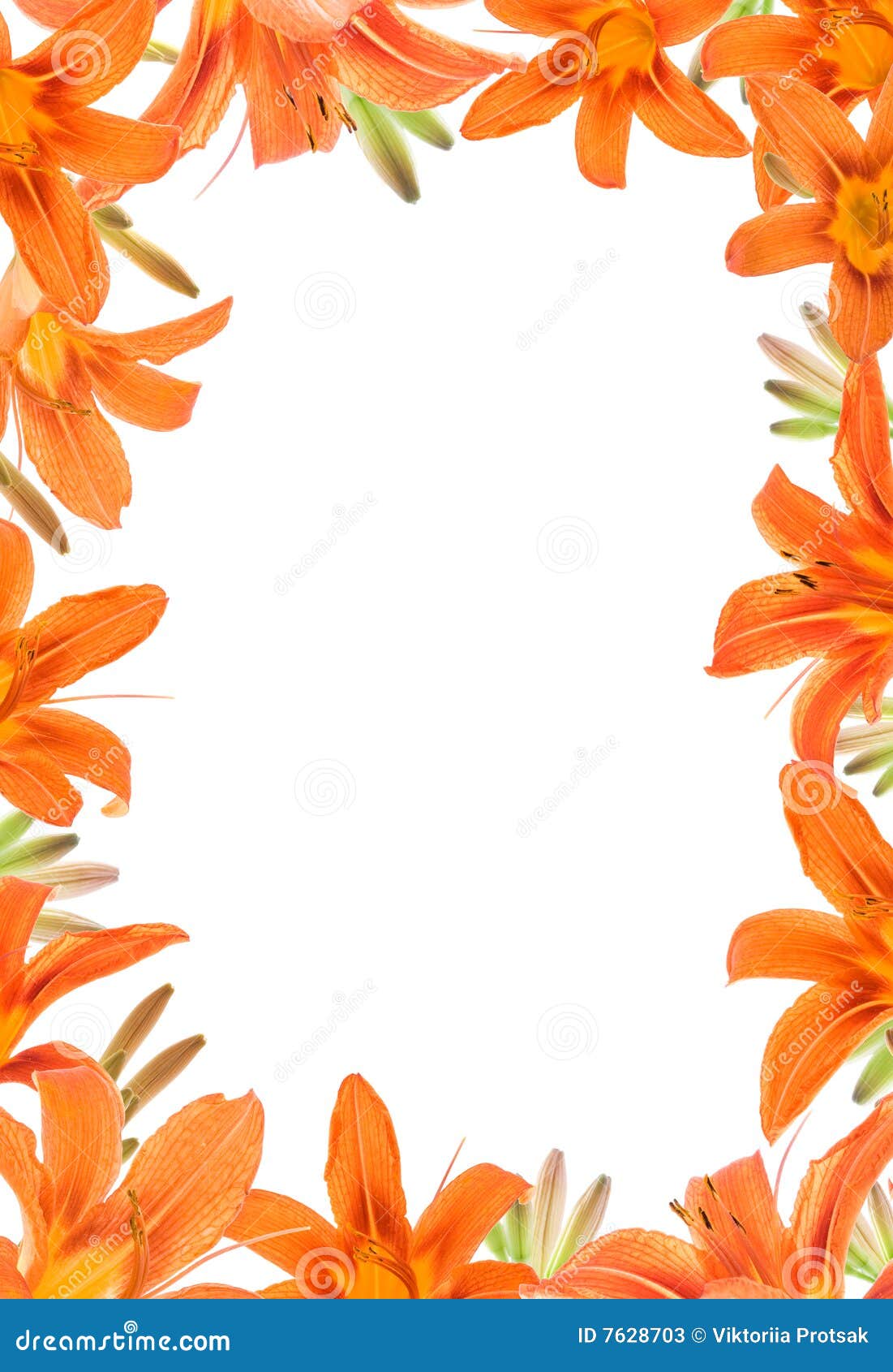 Frame of Orange Lilly stock image. Image of lilium, flower - 7628703