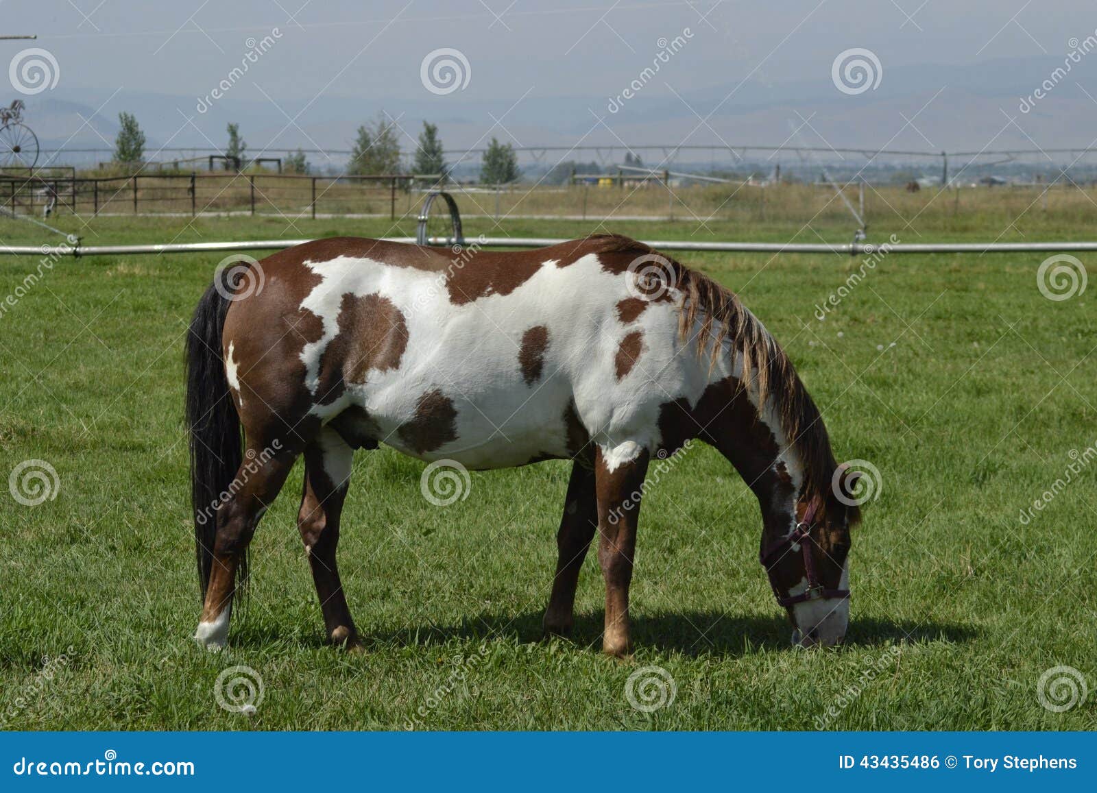 Frame Overo Gelding stock photo. Image of overo, frame - 43435486