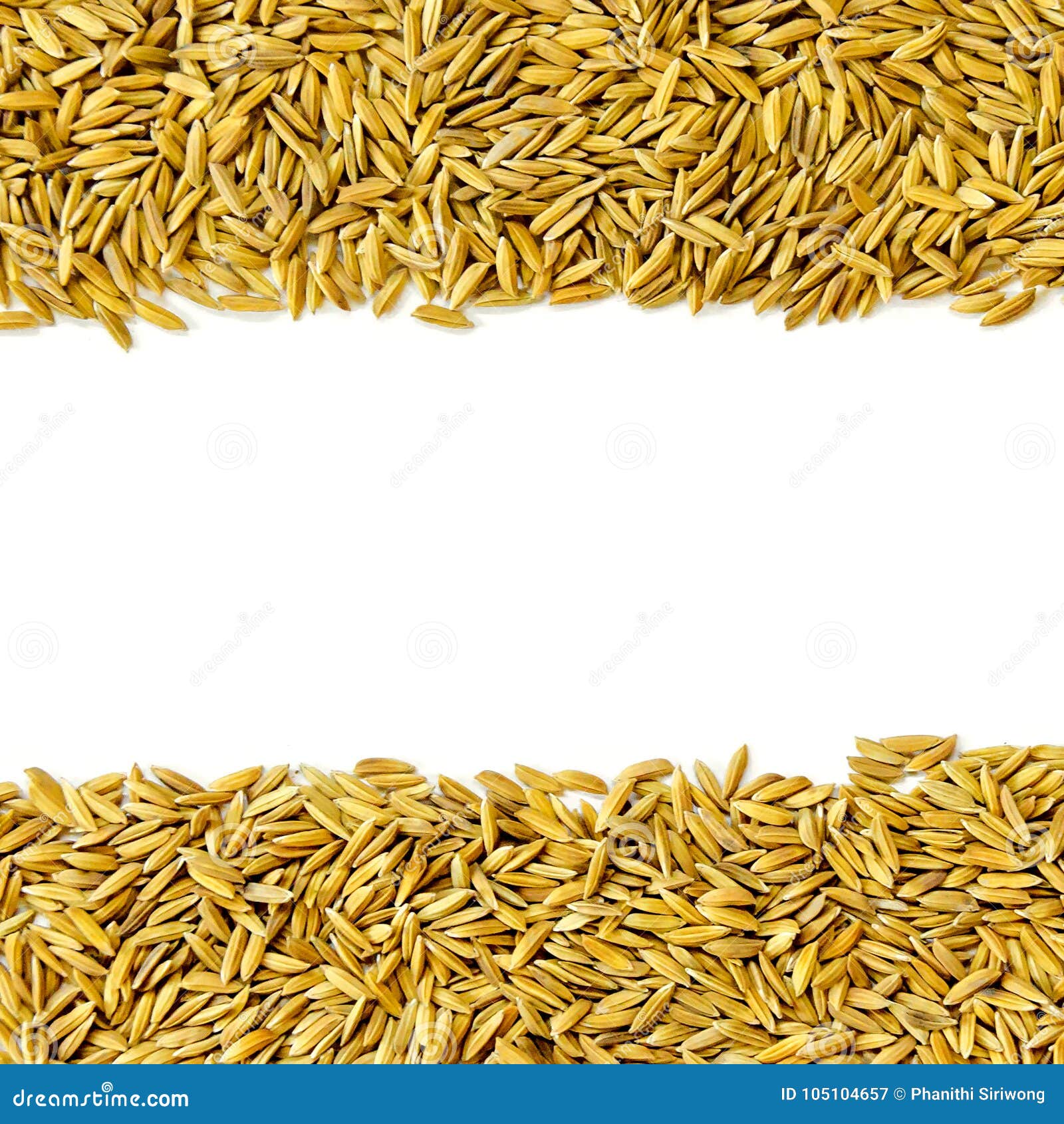 Frame by Paddy Rice and Rice Seed on the White Background for Isolated ...