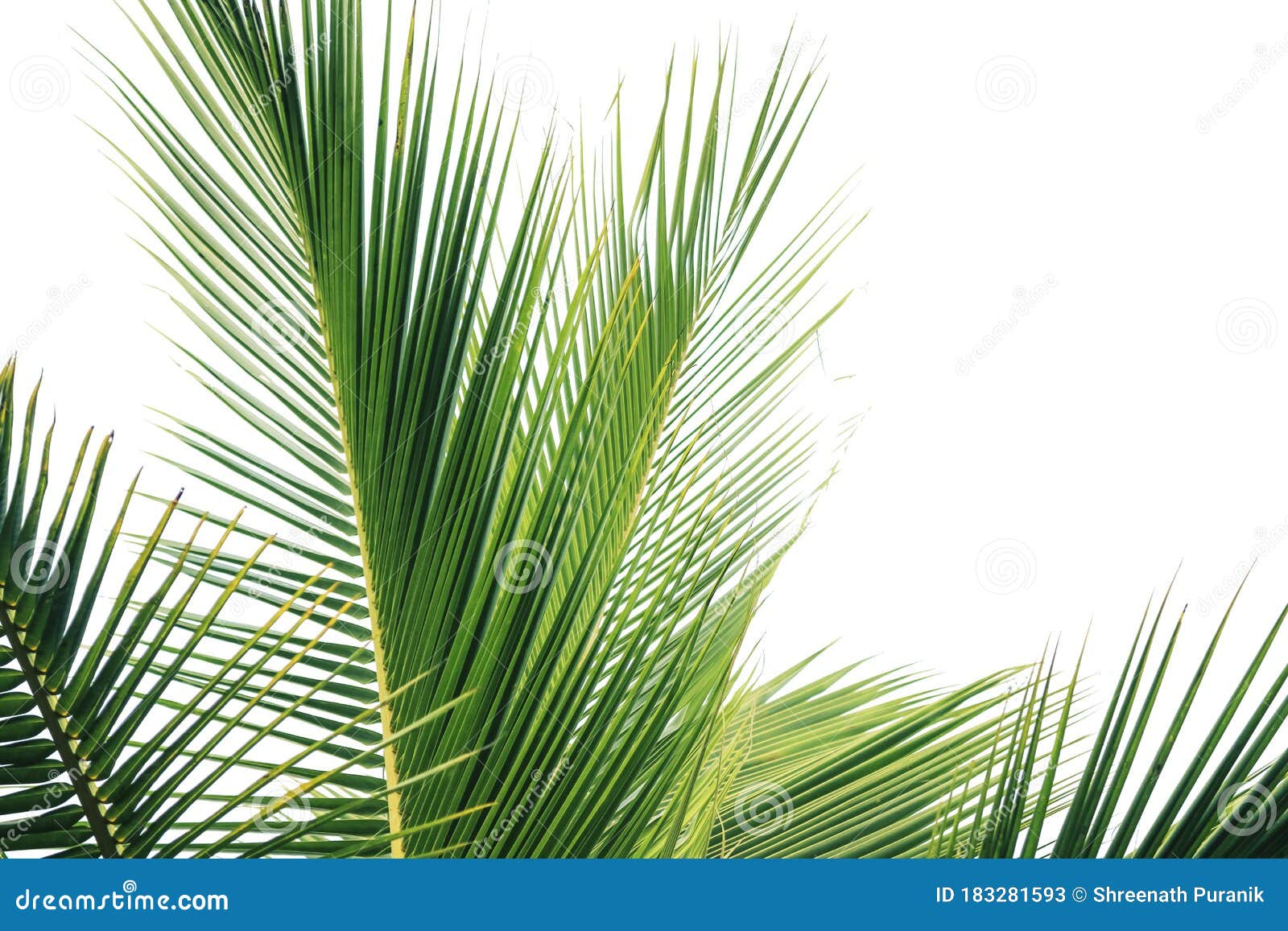 Frame of Palm Trees - Floral Background Stock Image - Image of card ...
