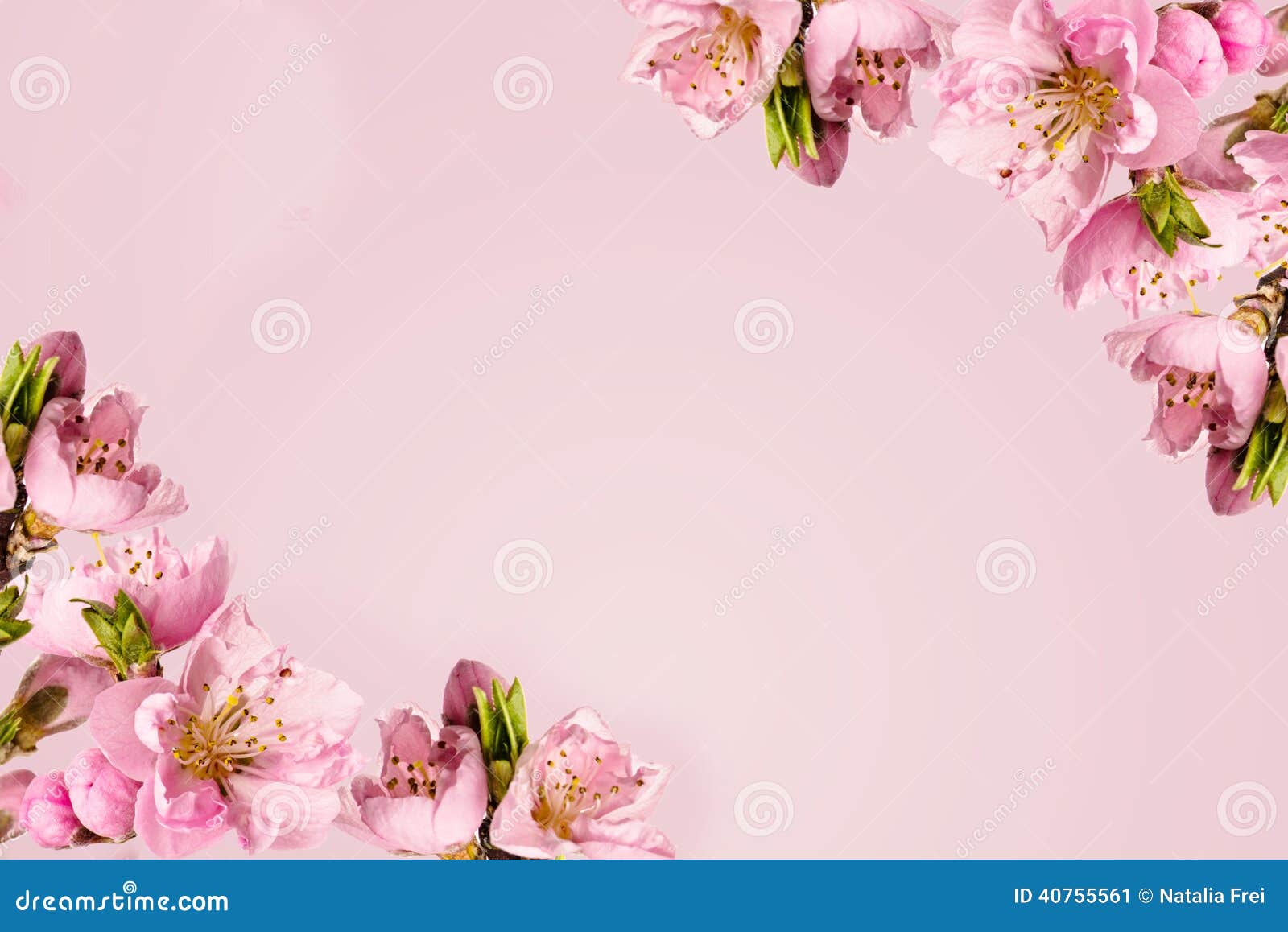 Frame with peach flowers stock illustration. Illustration of lower ...