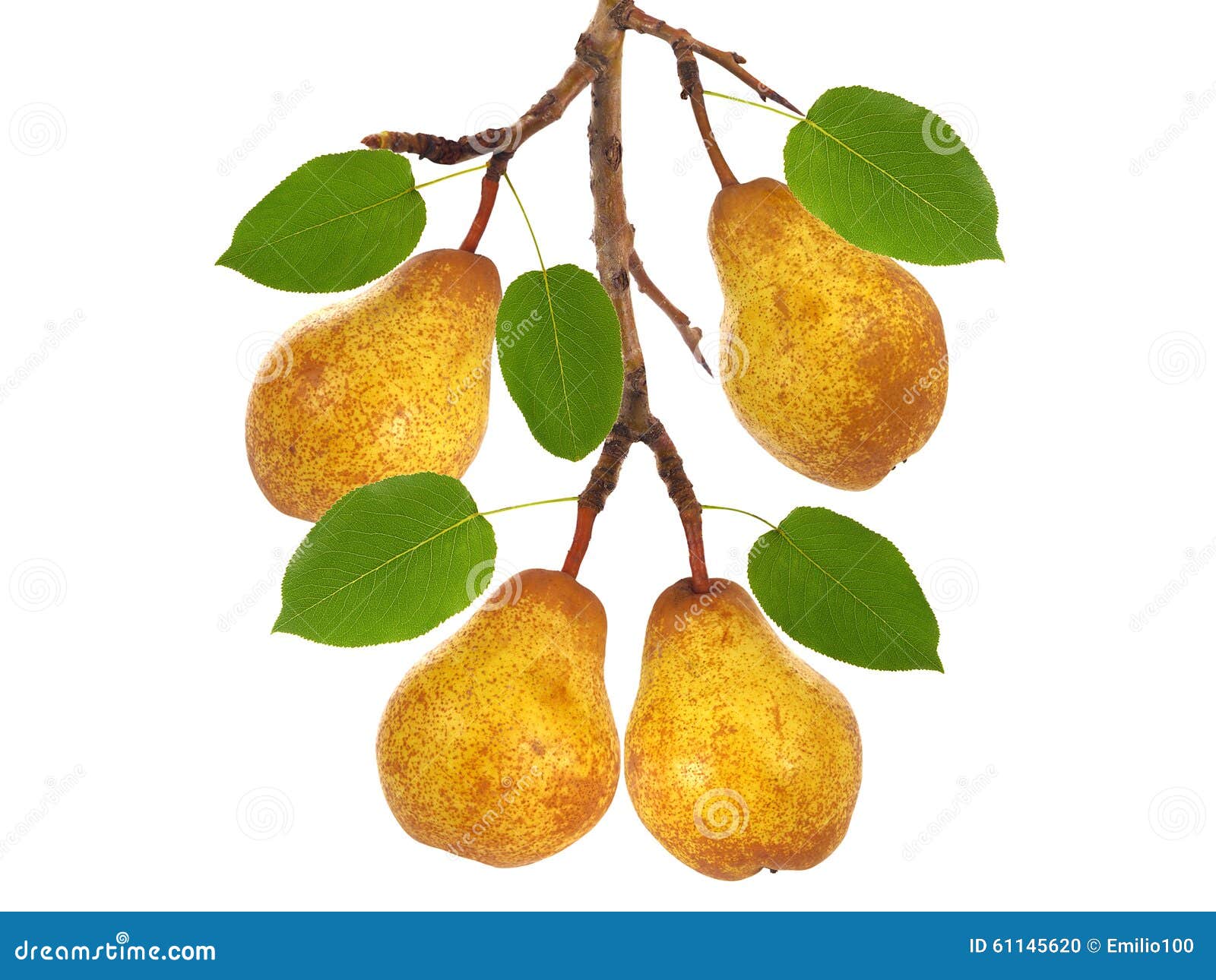 Frame of Pears on Pear Tree Branch Stock Photo - Image of lunch ...