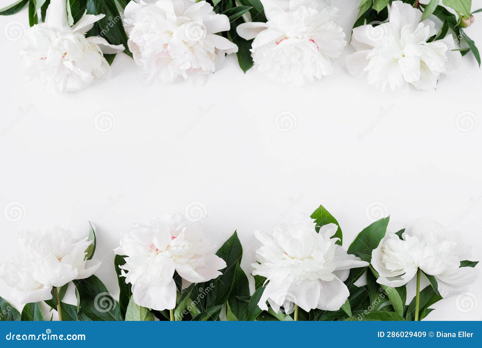 Frame of Peony Flowers, Leaves and Petals with Space for Text on White ...