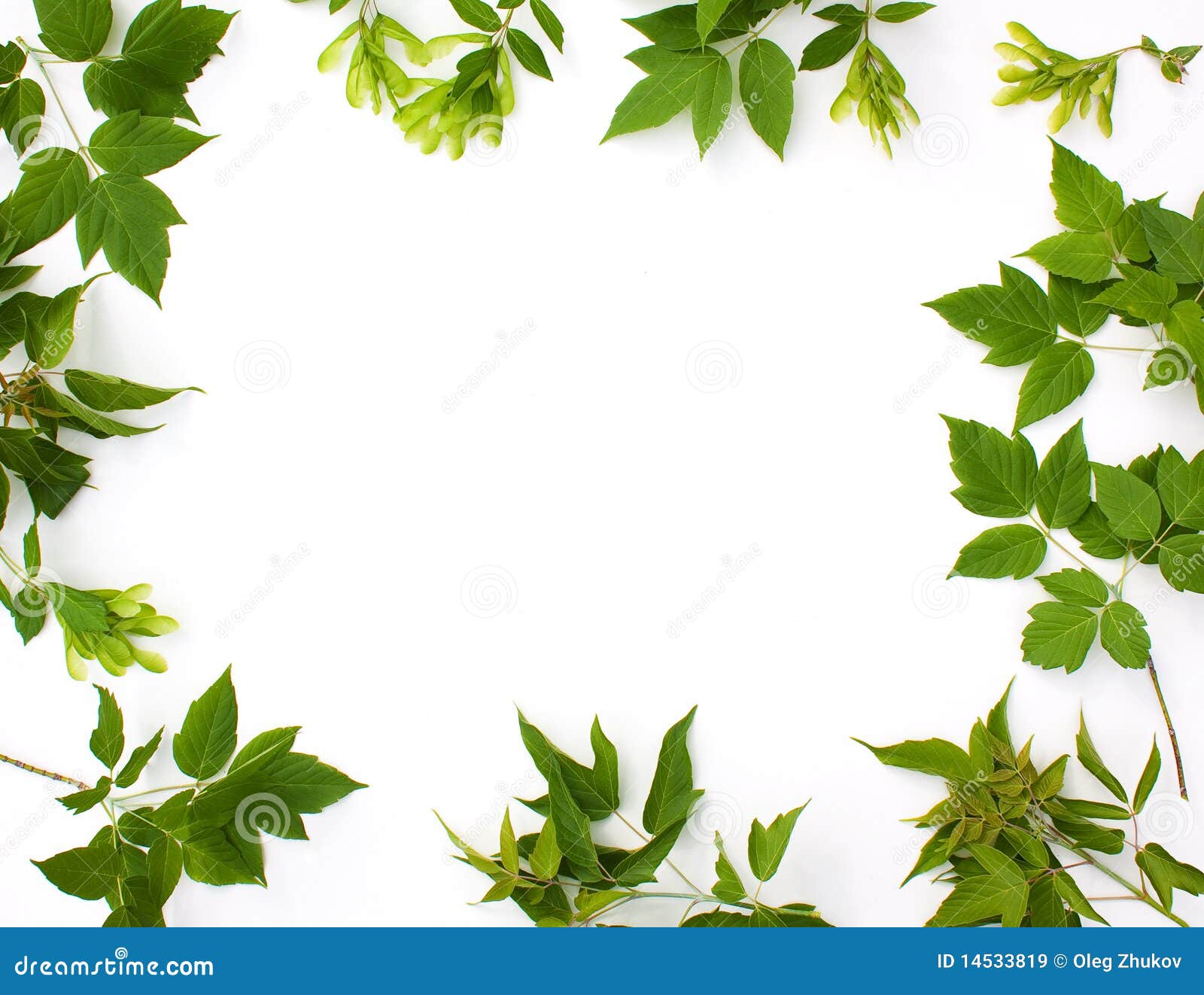 Frame photo of leaves stock image. Image of leaves, line - 14533819