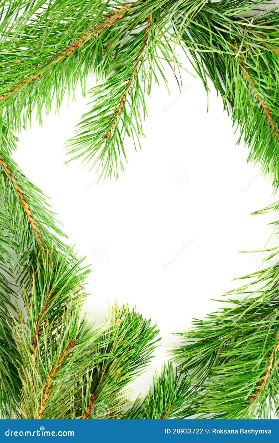 Frame from the Pine Branches Stock Photo - Image of decorations, nature ...