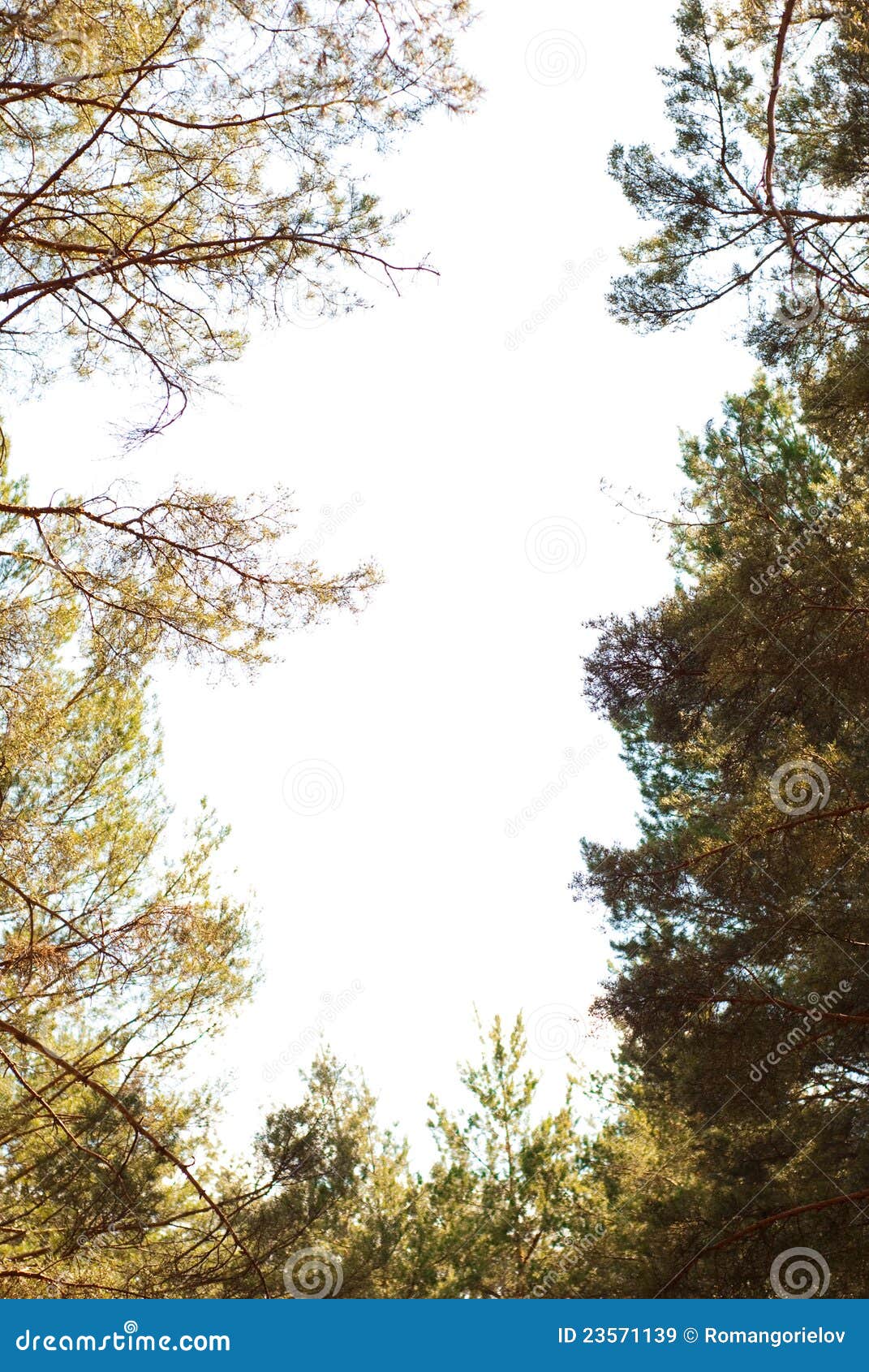 Frame of pine tree stock image. Image of nature, tree - 23571139