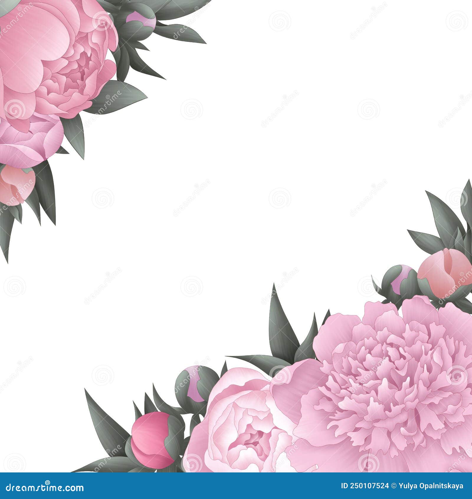 Frame of Pink Peonies with Leaves Isolated on White Background Stock ...