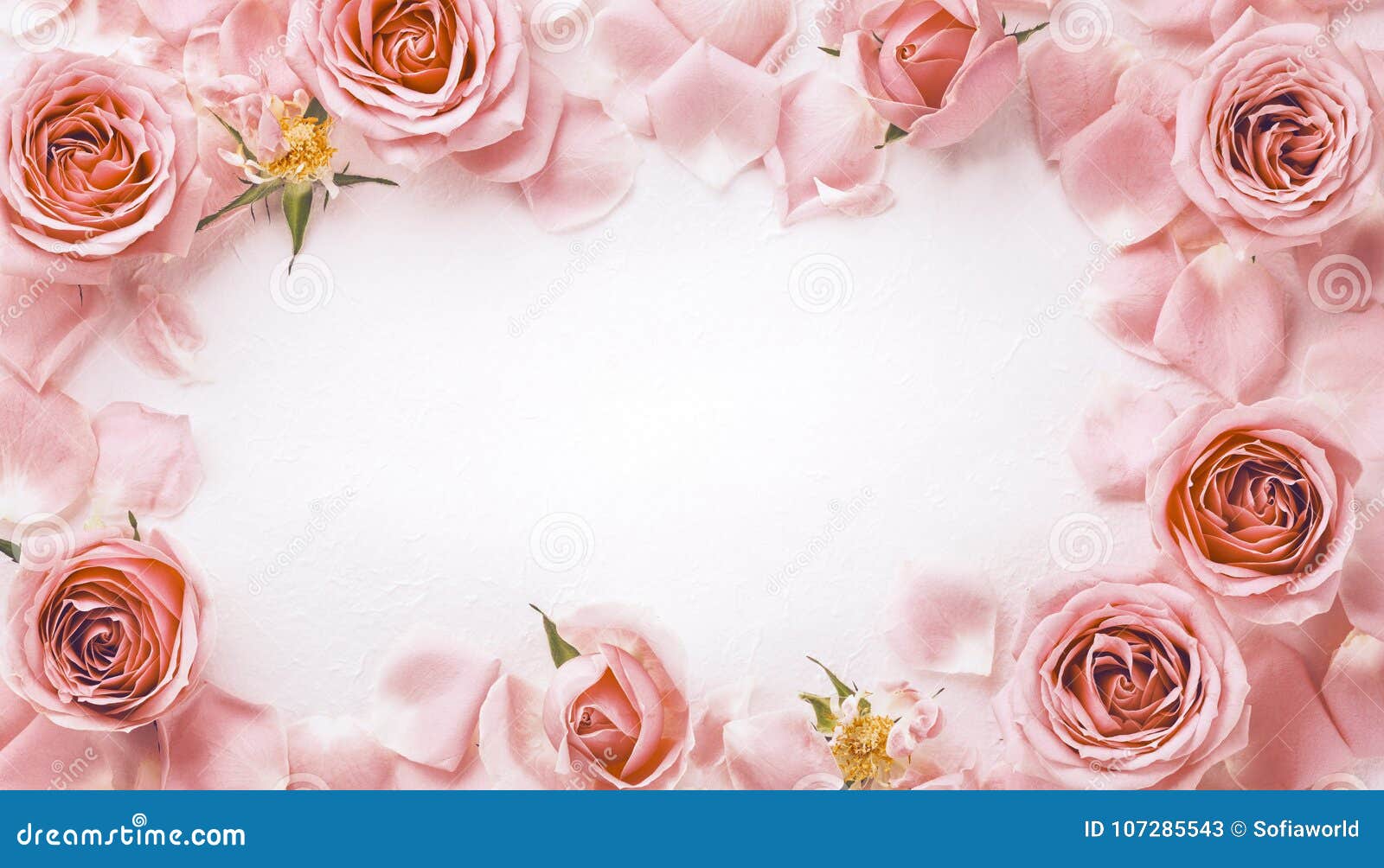 Frame with pink rose stock image. Image of cosmetic - 107285543