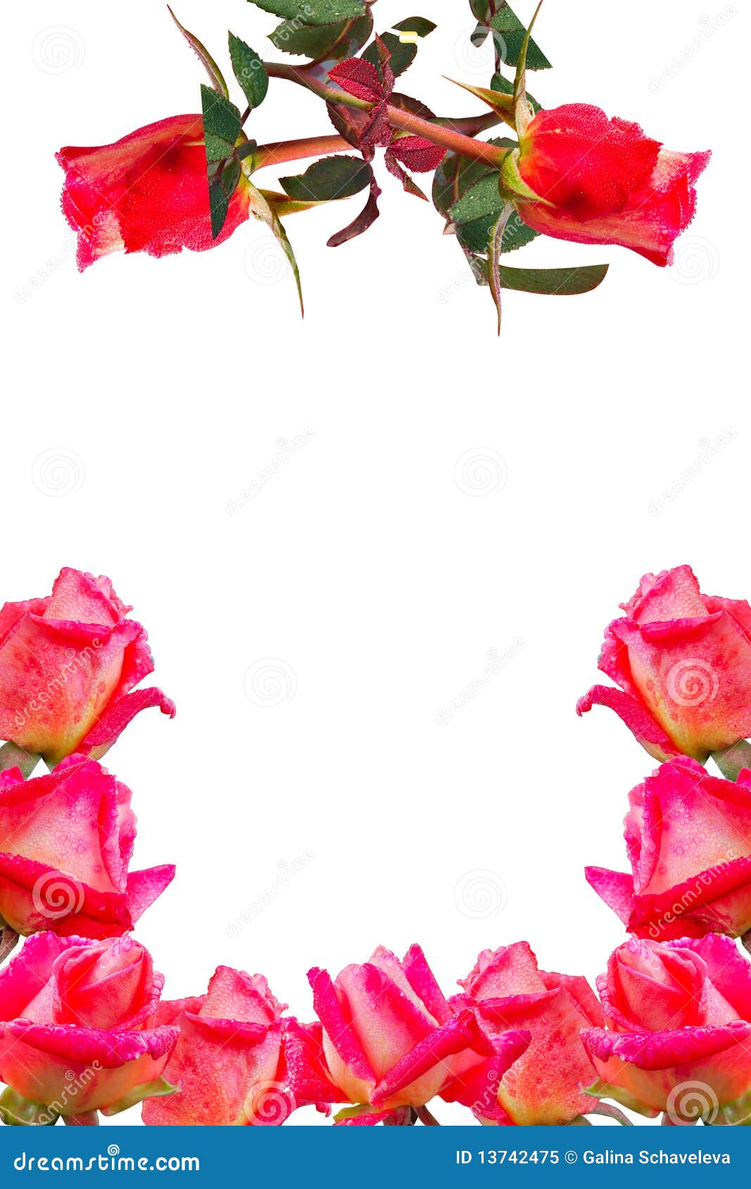 Frame from pink roses stock image. Image of group, botanic - 13742475