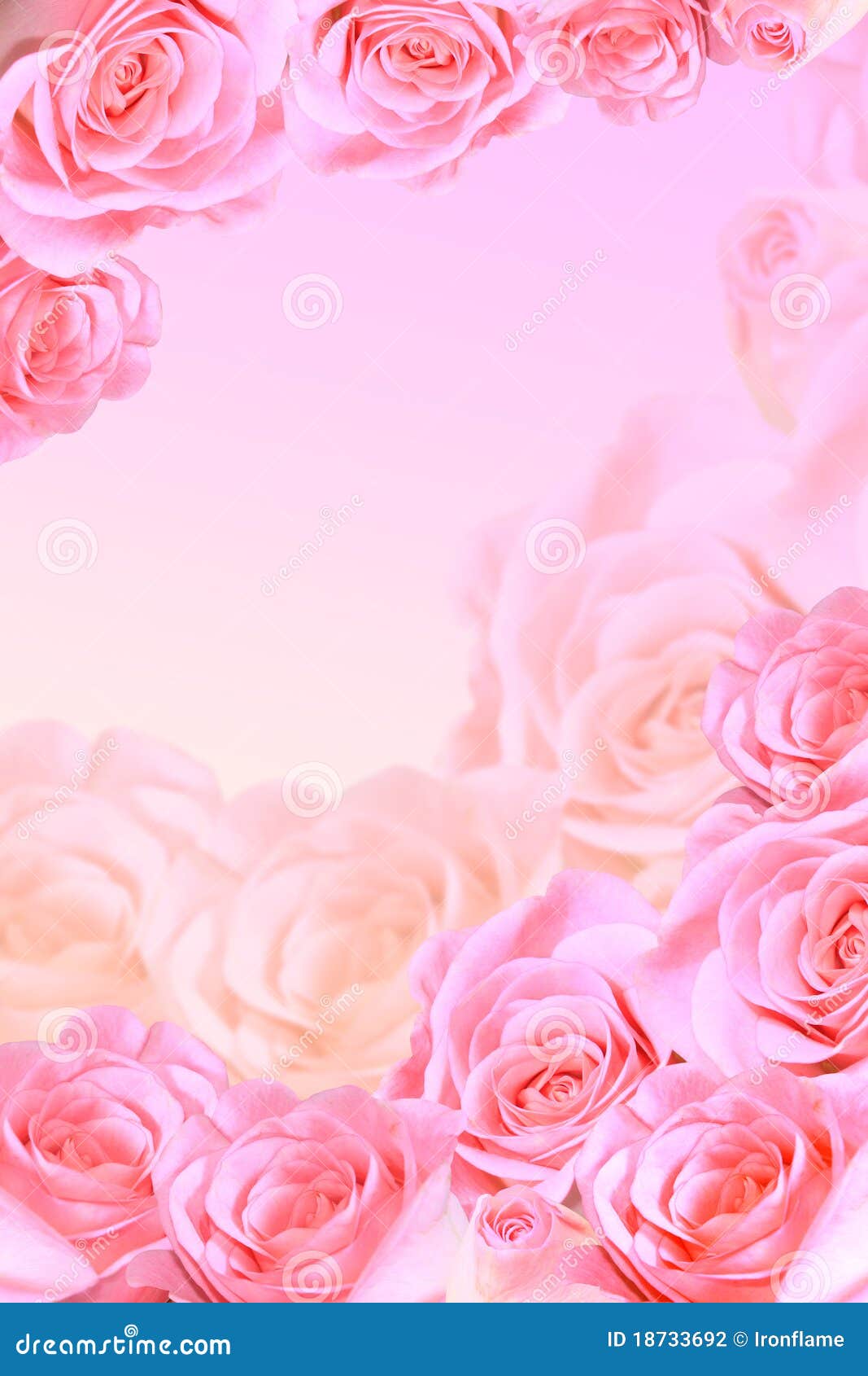 Frame of pink roses stock photo. Image of holiday, flirting - 18733692
