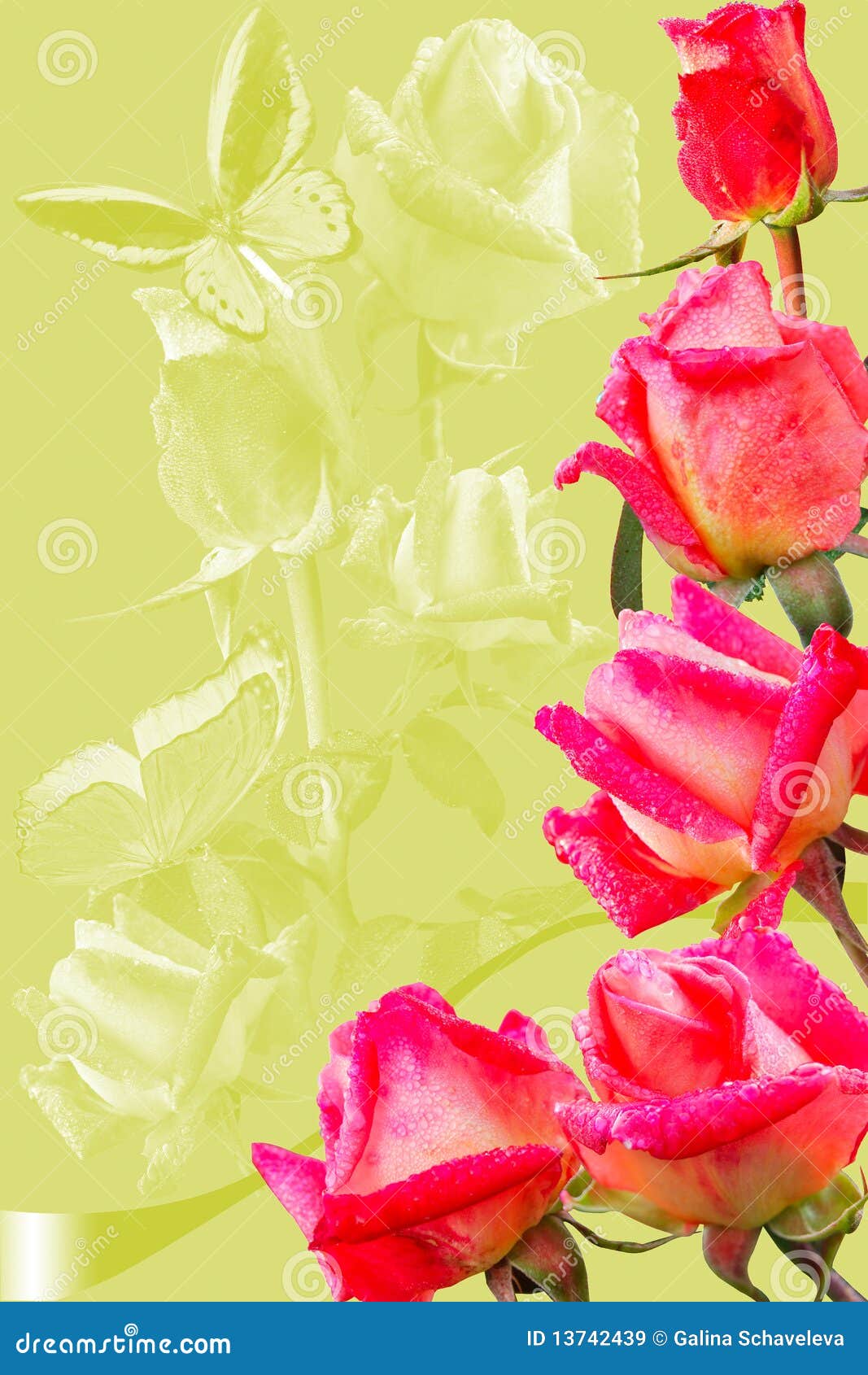 Frame from Pink Roses on Green Background Stock Image - Image of ...