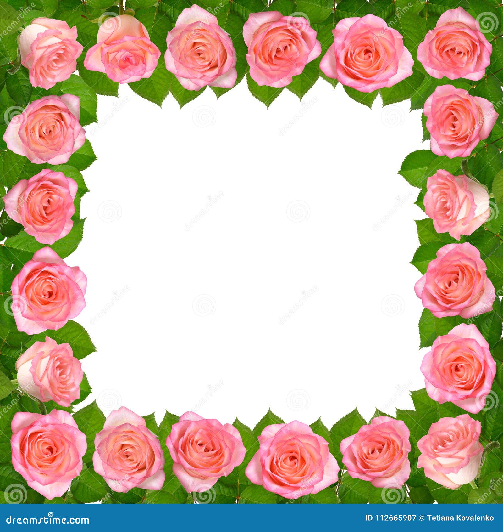Frame With Pink Roses. Isolated On White Background. Stock Illustration ...