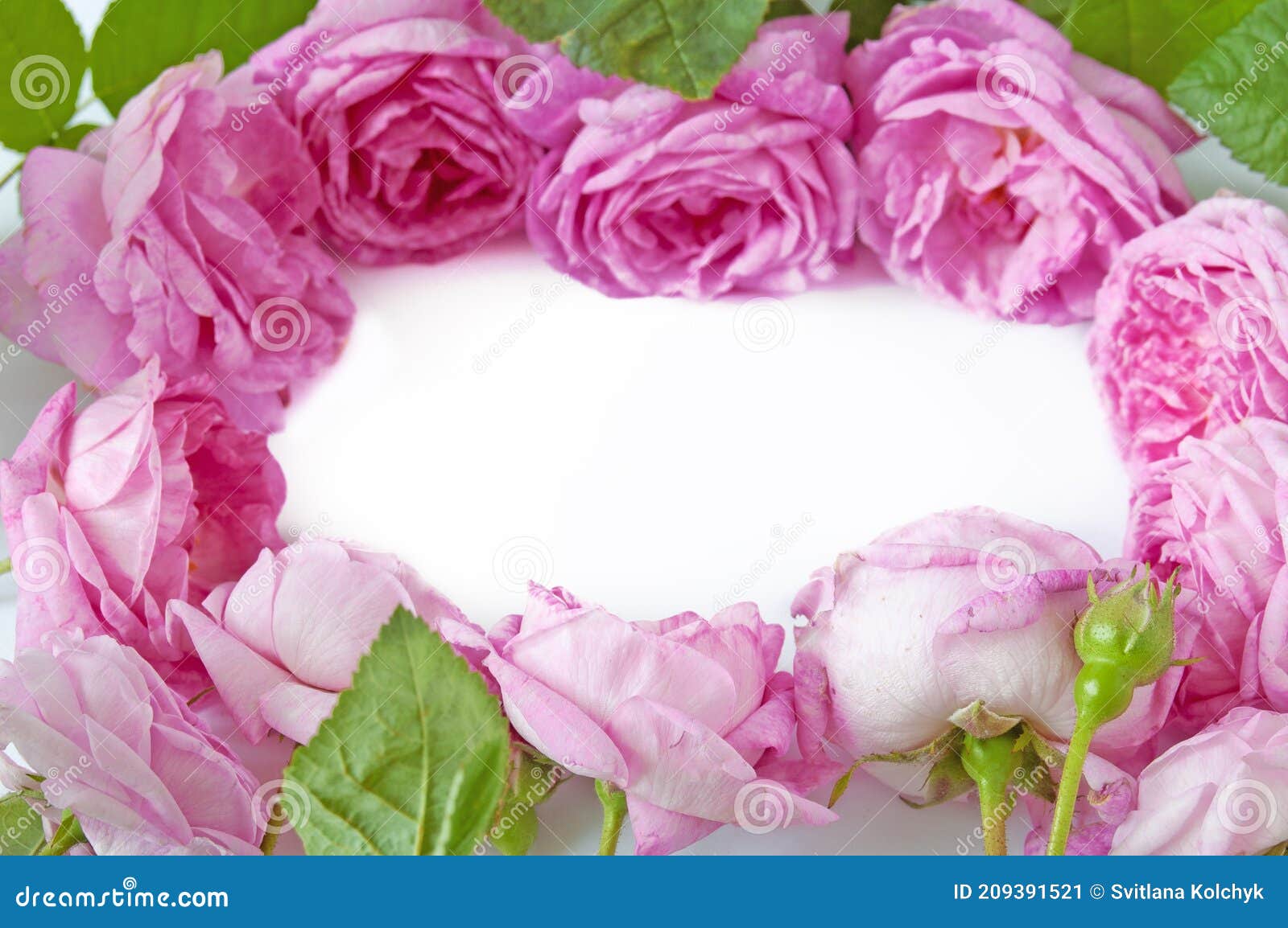 Frame from Pink Roses on White Background Stock Image - Image of ...