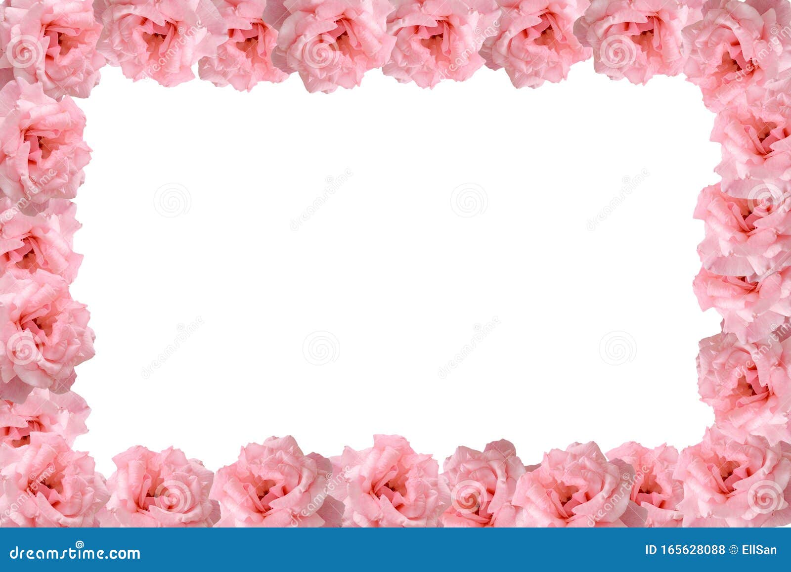 Frame of Pink Roses on White Background, Collage. Stock Photo - Image ...