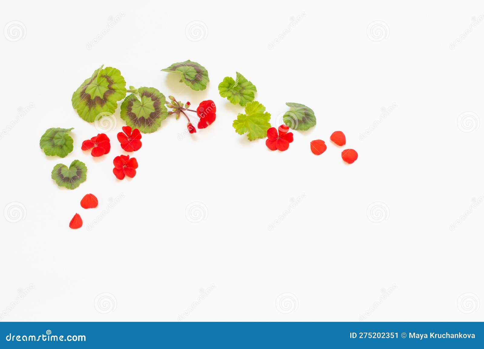 Frame of Red Geranium on White Background Stock Image - Image of fresh ...