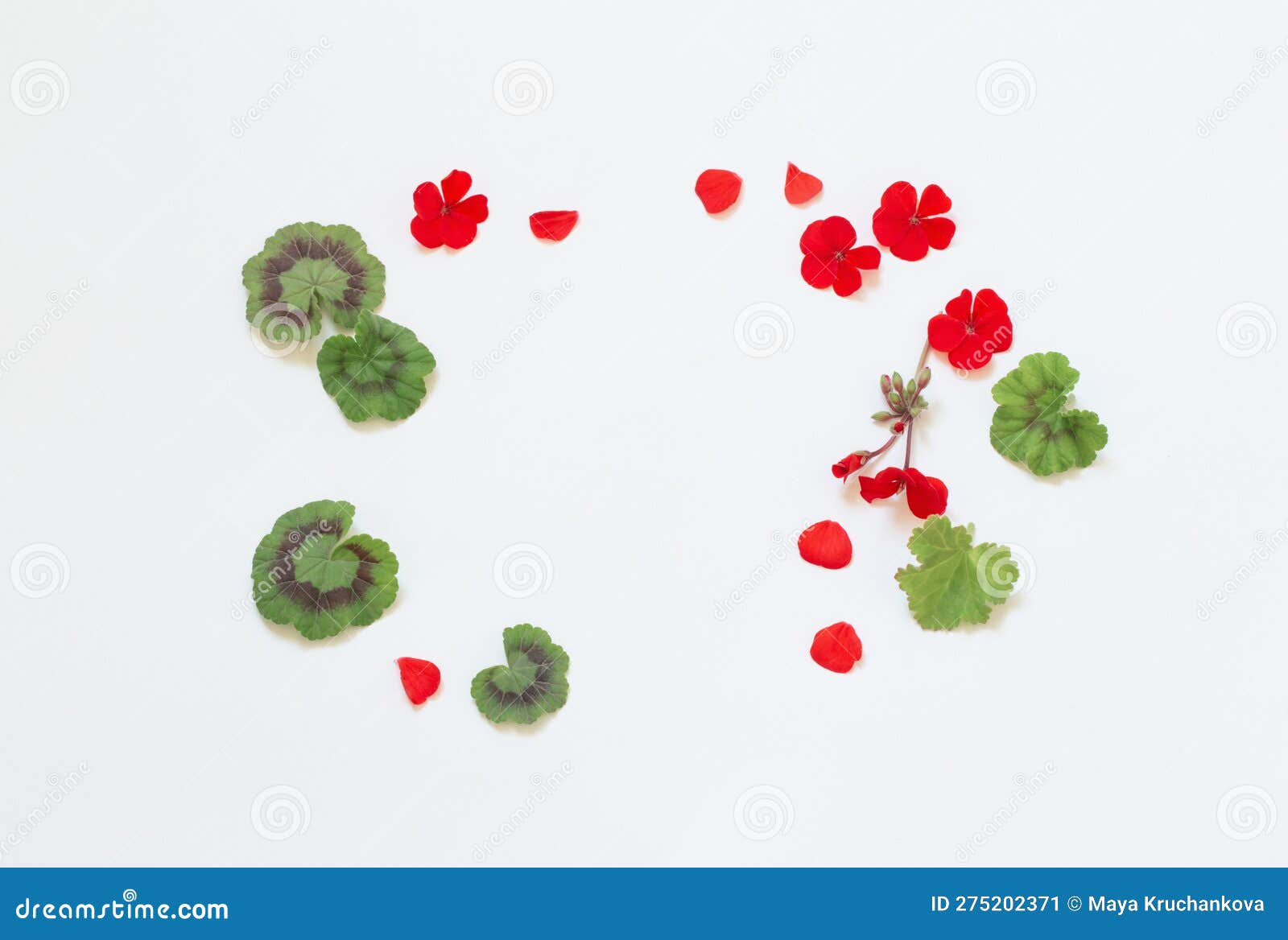 Frame of Red Geranium on White Background Stock Image - Image of beauty ...