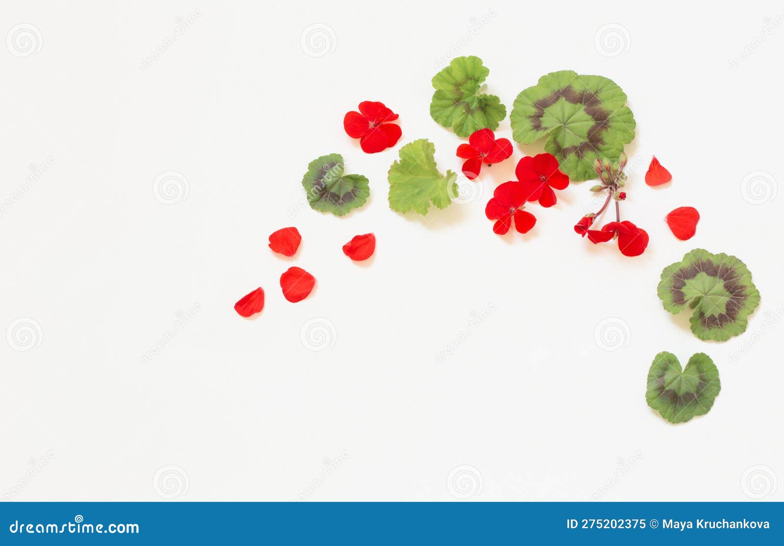 Frame of Red Geranium on White Background Stock Image - Image of ...