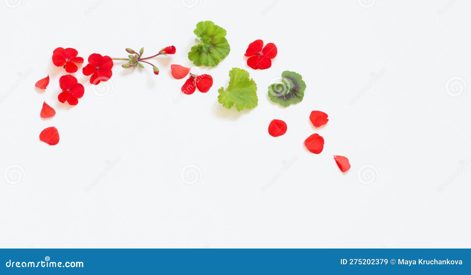 Frame of Red Geranium on White Background Stock Image - Image of ...