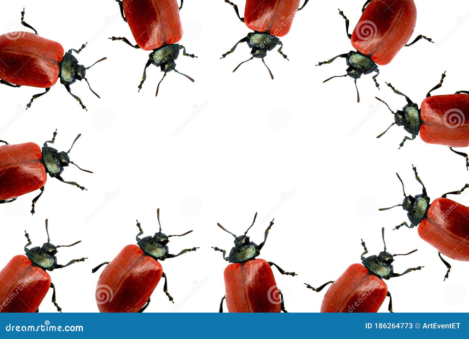 Frame of red leaf beetles stock image. Image of text - 186264773