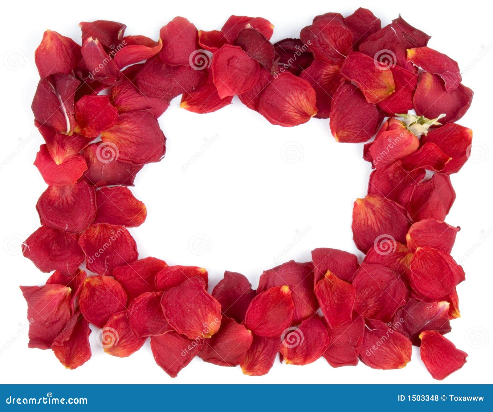 Frame from red rose petals stock photo. Image of elegant - 1503348