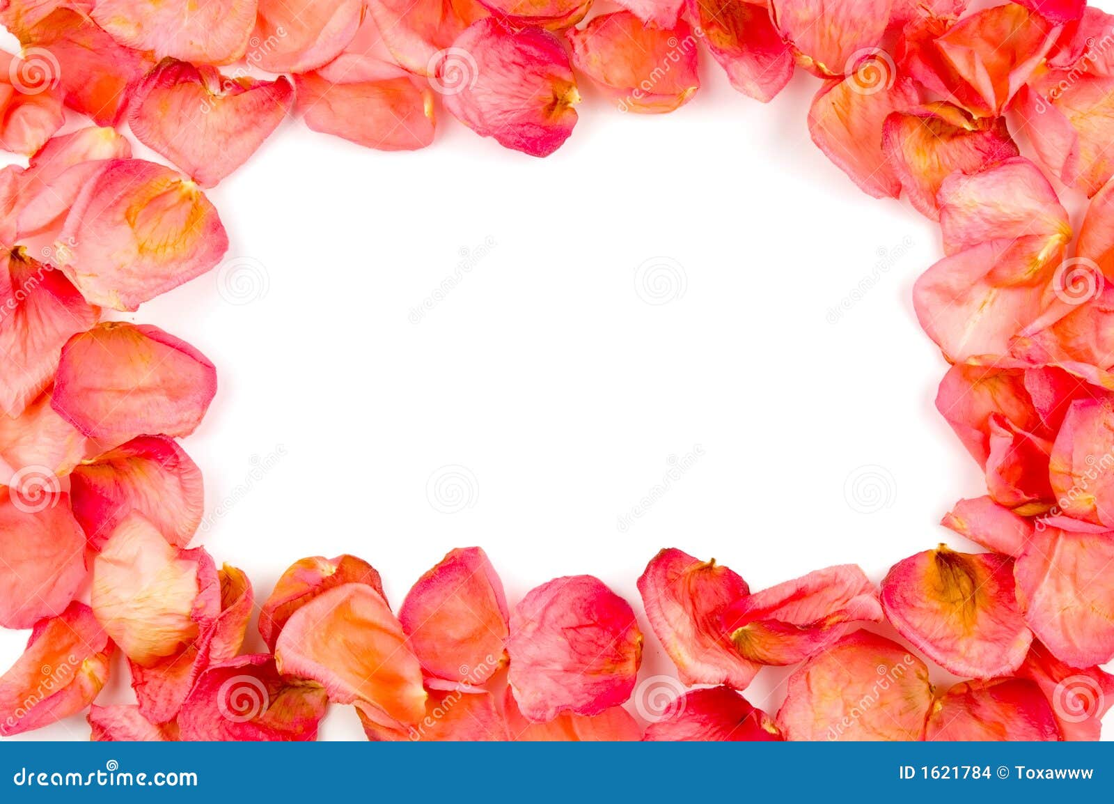 Frame from red rose petals stock photo. Image of anniversary - 1621784