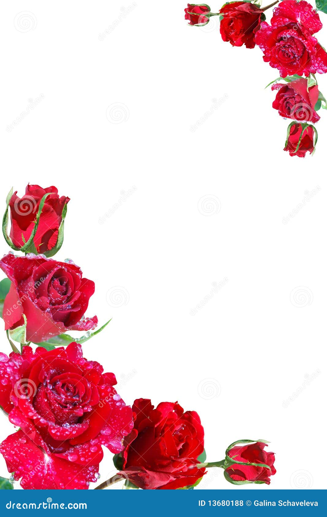 Frame from red roses stock photo. Image of bouquet, rain - 13680188
