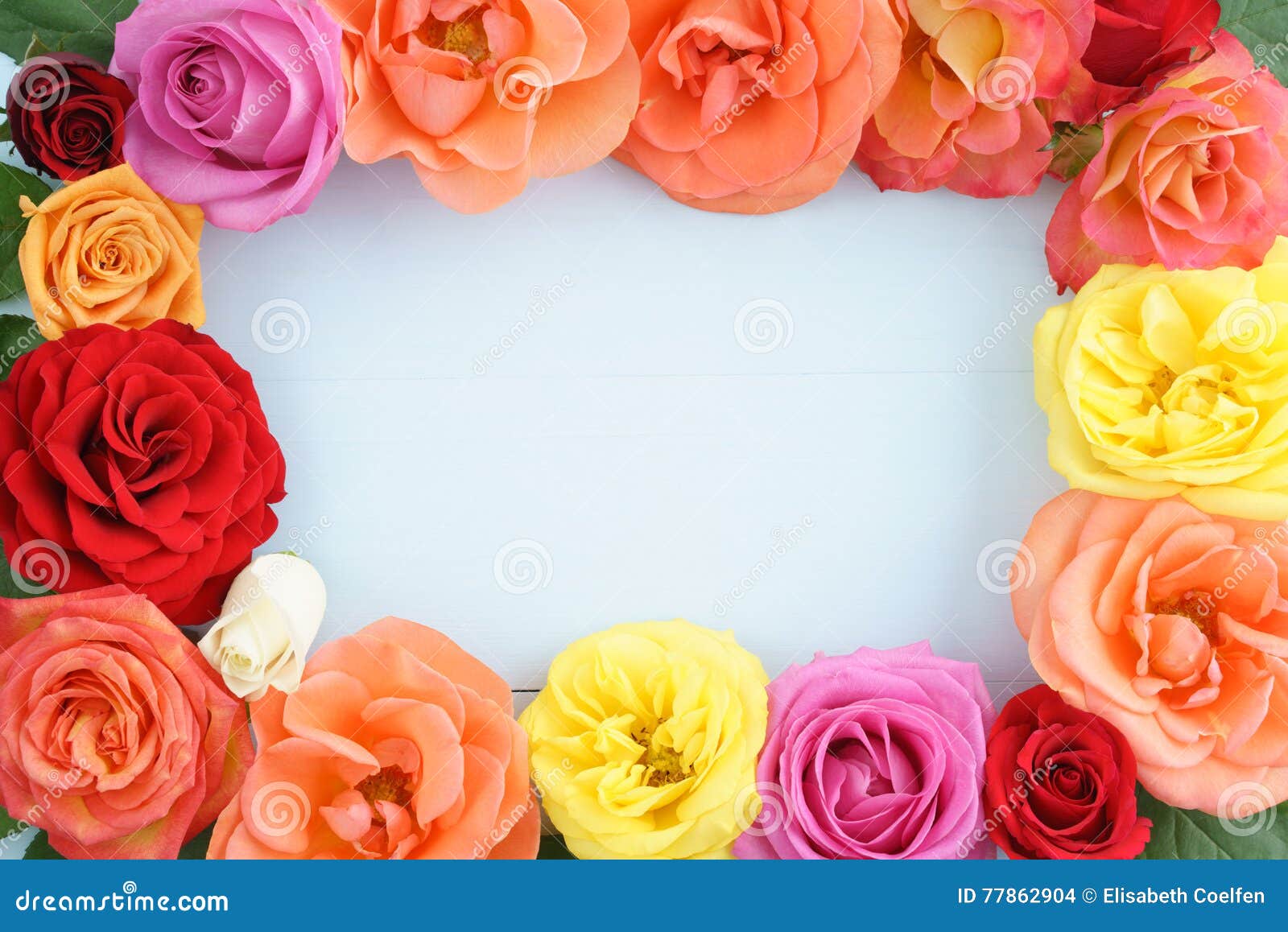 Frame of roses stock photo. Image of romantic, petal - 77862904