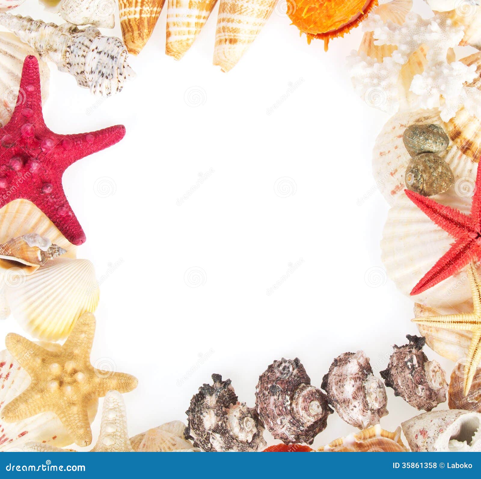 Frame from Sea Cockleshells Stock Photo - Image of scallop, cockleshell ...