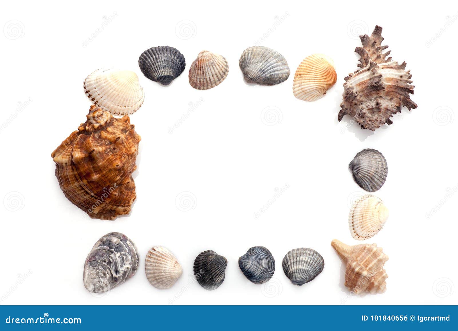 Frame of seashells stock photo. Image of nature, decoration - 101840656