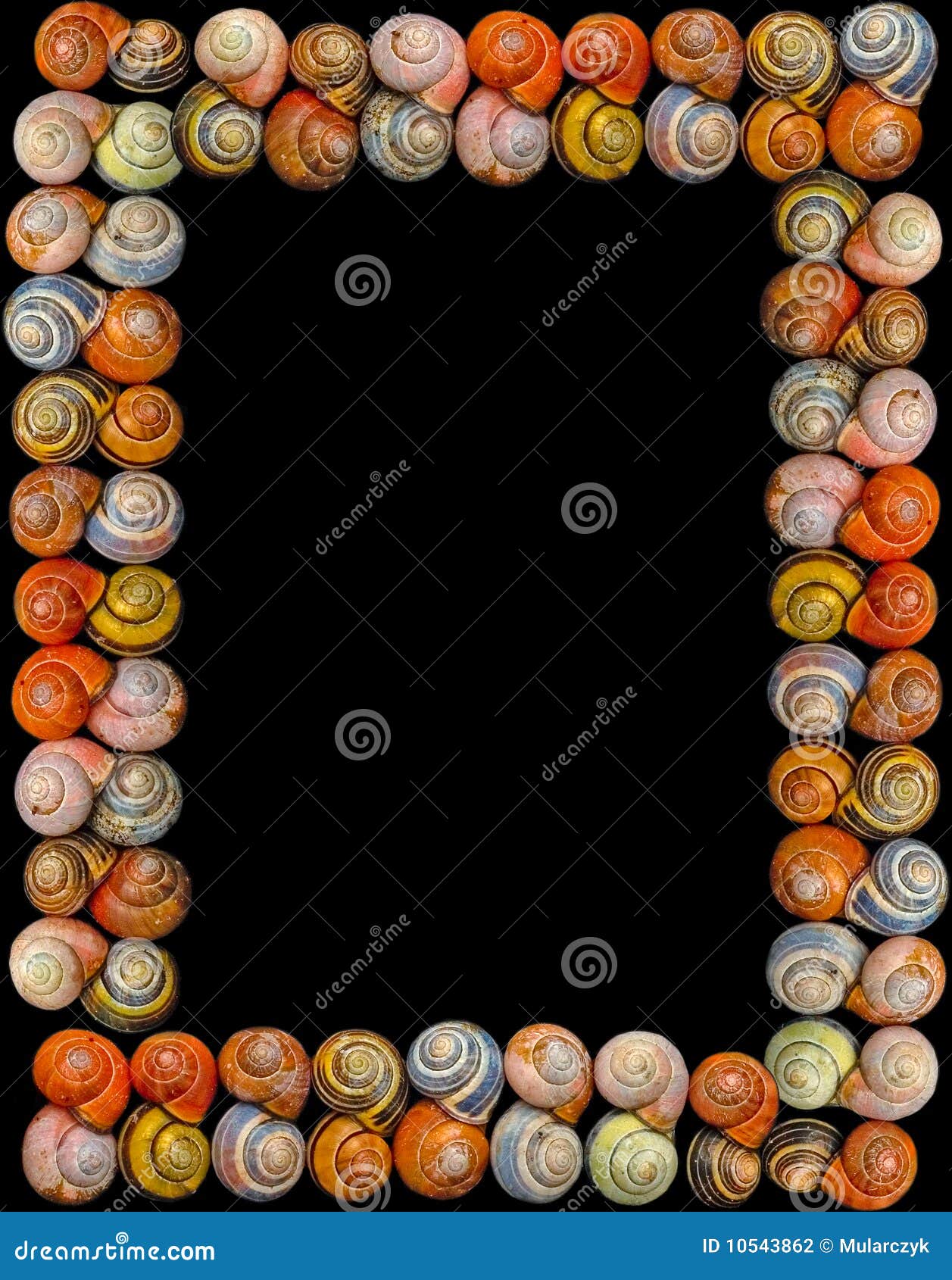 Frame of the shell stock photo. Image of scallop, outline - 10543862