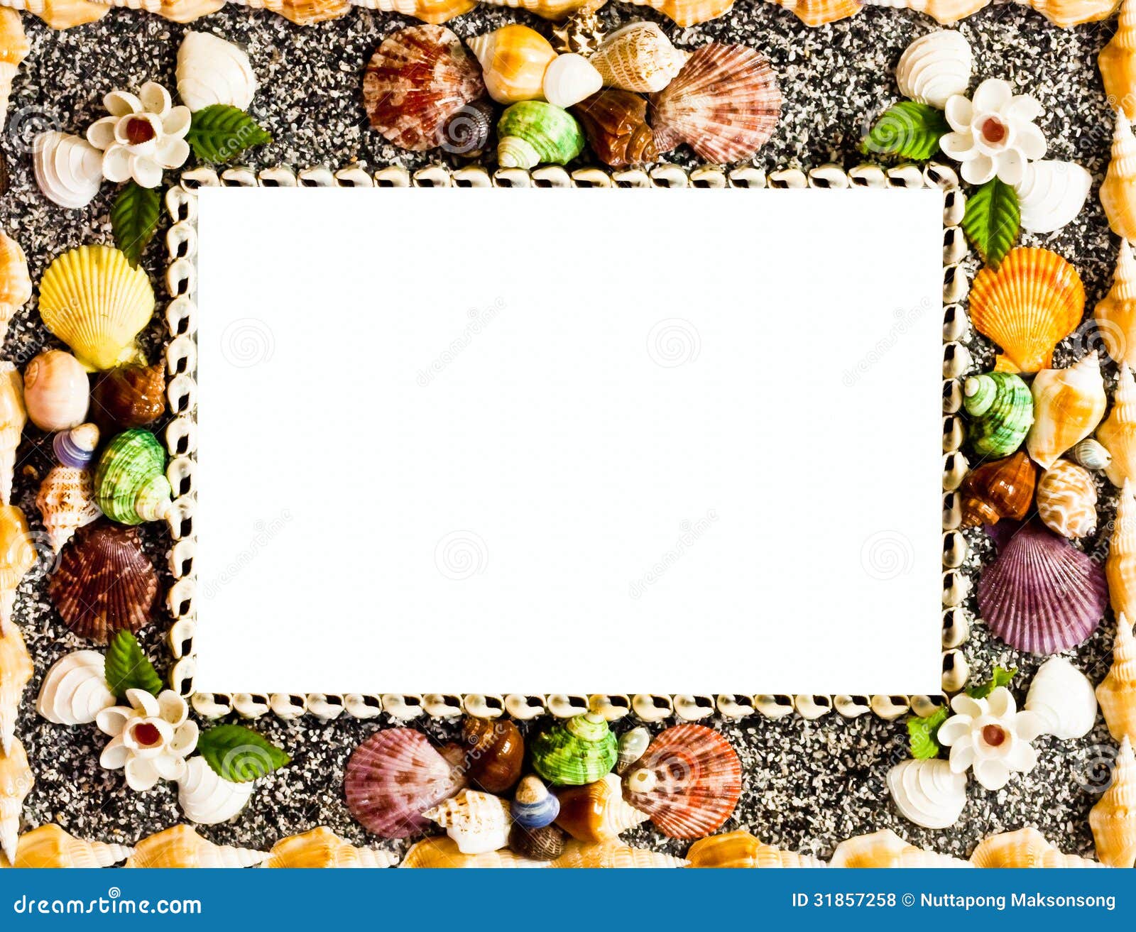Frame shell stock photo. Image of gift, nature, coast - 31857258